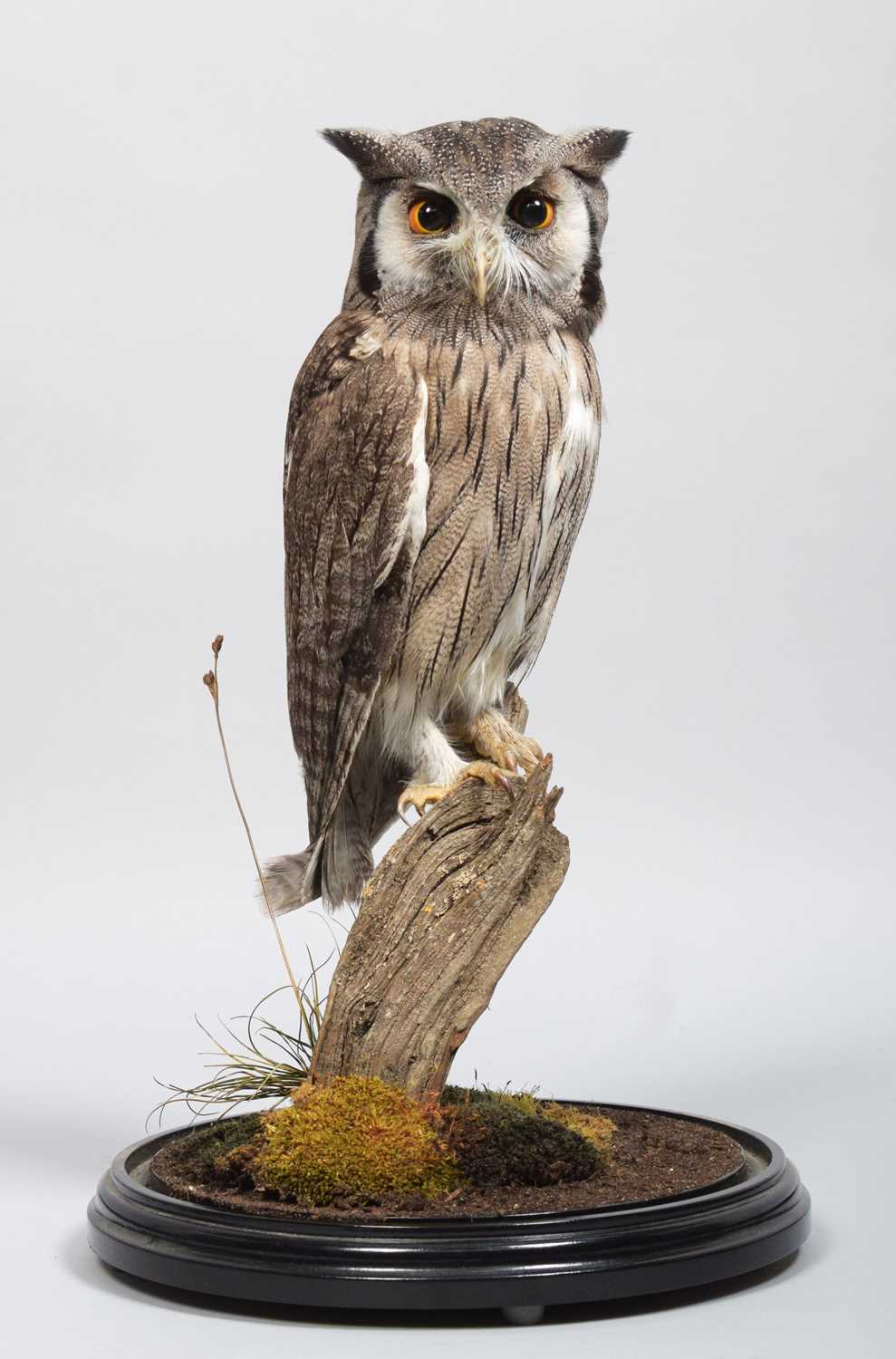 Lot 214 - Taxidermy: Northern White-Faced Scops Owl