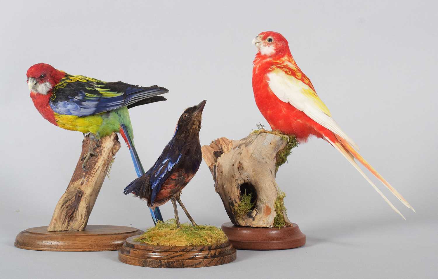 Lot 1307 - Taxidermy: Rubino Rosella, Eastern Rosella