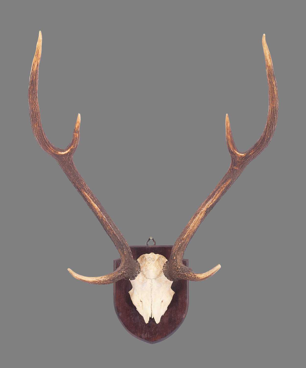Antlers/Horns: Axis Deer or Chital Antlers (Axis axis),