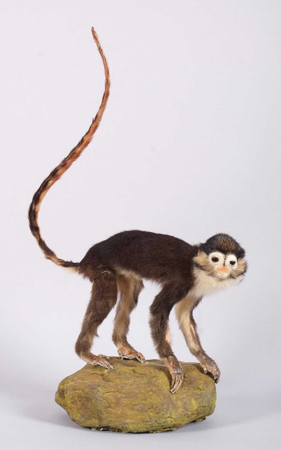 Taxidermy: Red-eared Guenon Monkey (Cercopithecus