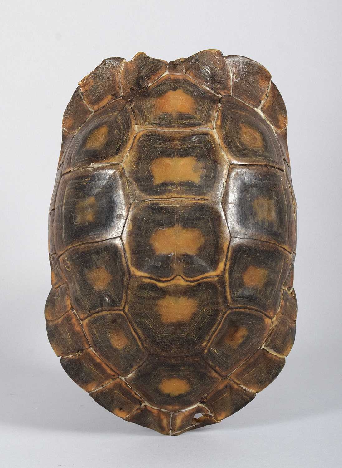 Lot 235 - Natural History: Asian Giant Forest Tortoise