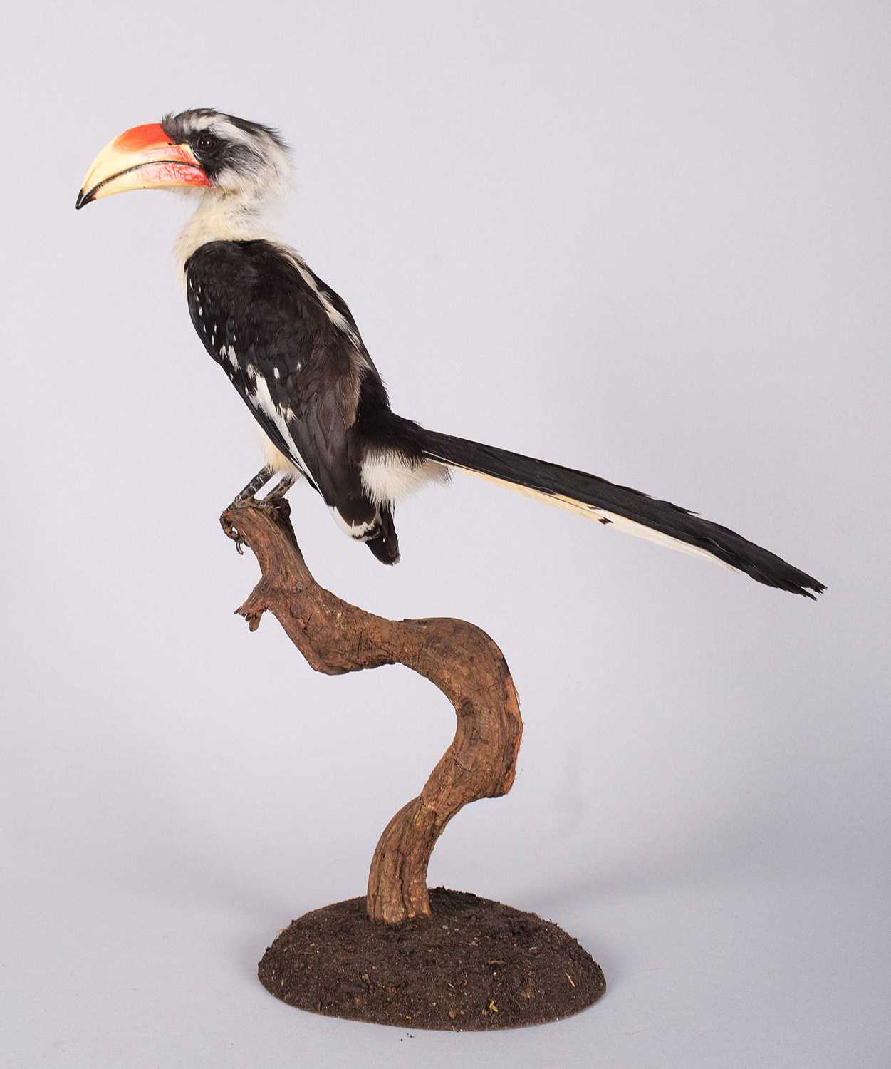 Lot 144 - Taxidermy: Jackson's Hornbill (Tockus