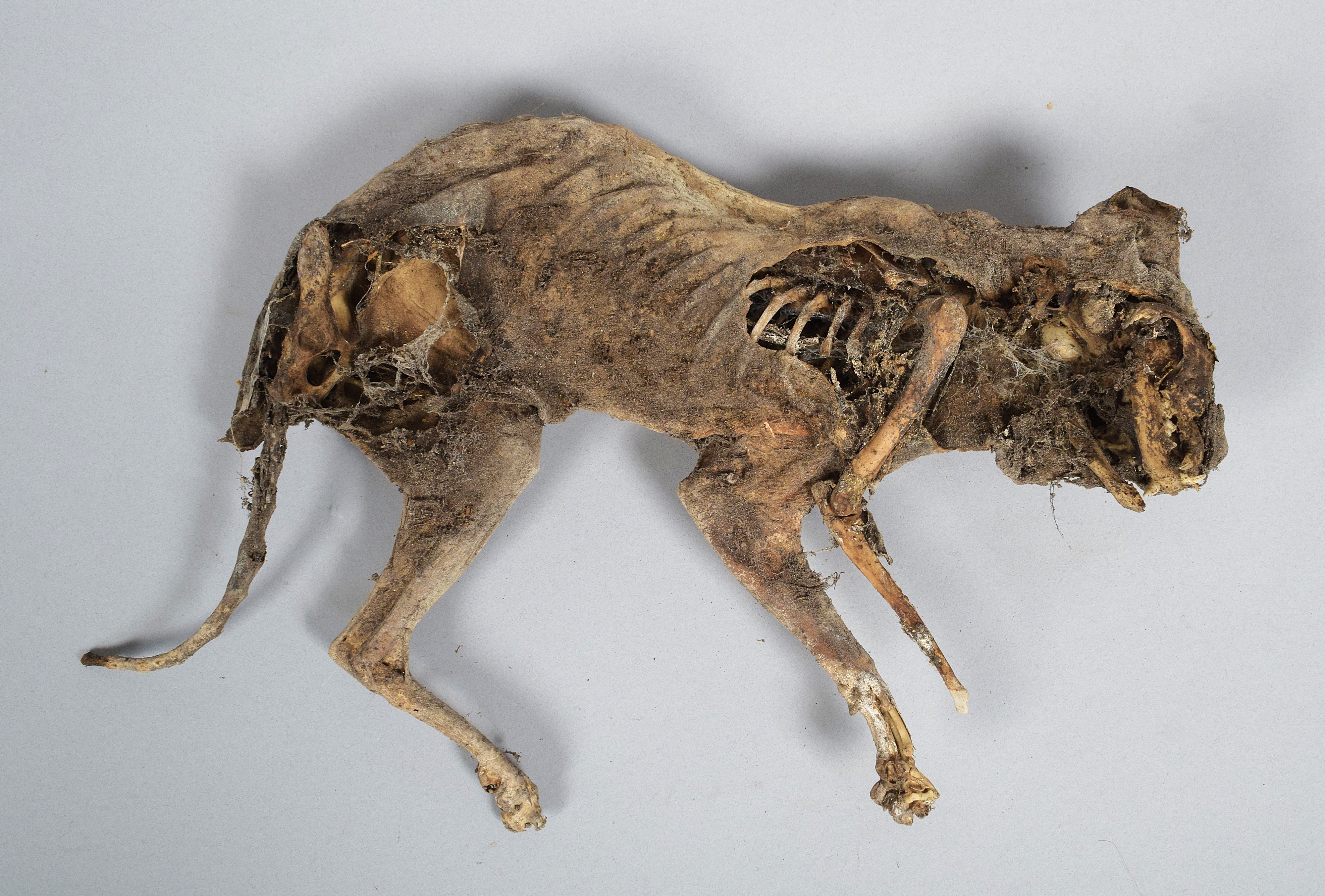 Lot 221 - Natural History: A Desiccated or Mummified