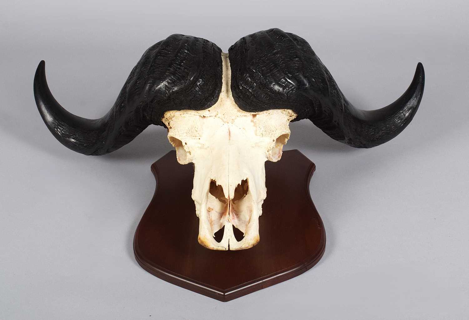 Lot 53 - Antlers/Horns: Southern Cape Buffalo Horns on