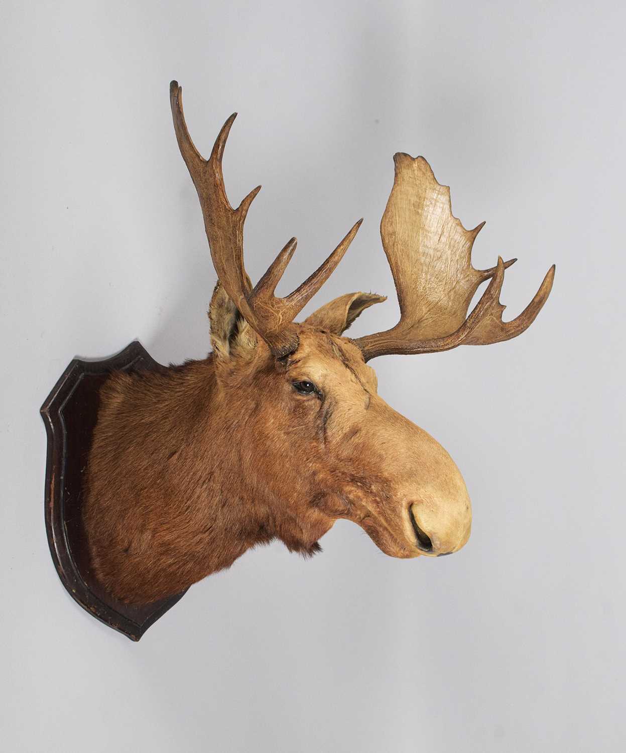Lot 121 - Taxidermy: North American Moose (Alces