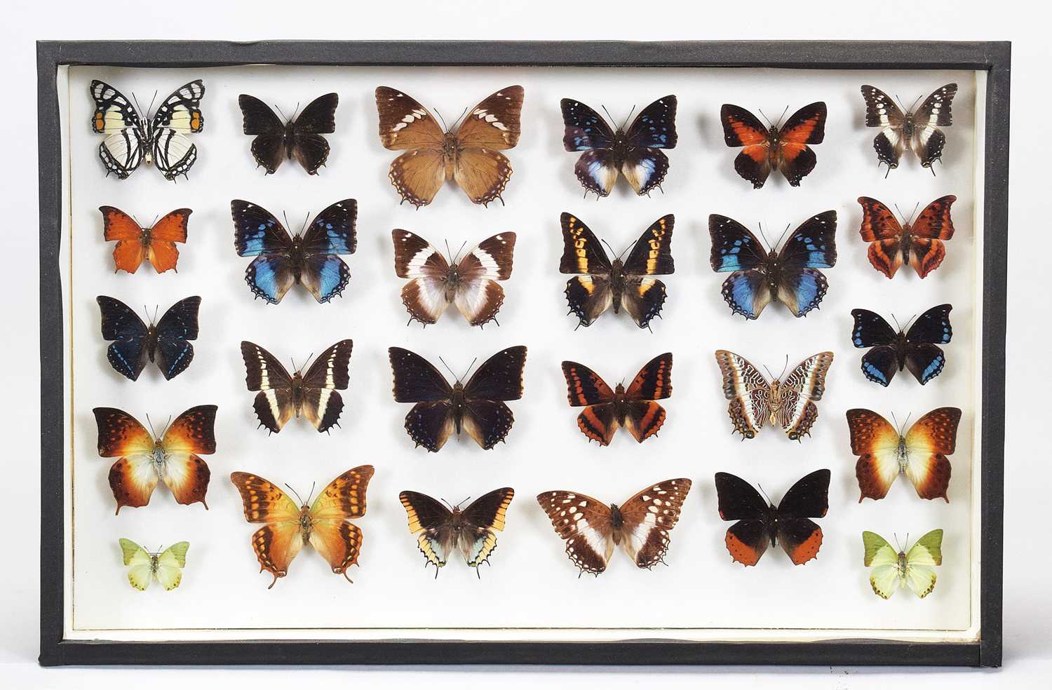Lot 157 - Entomology: A Single Glazed Display of