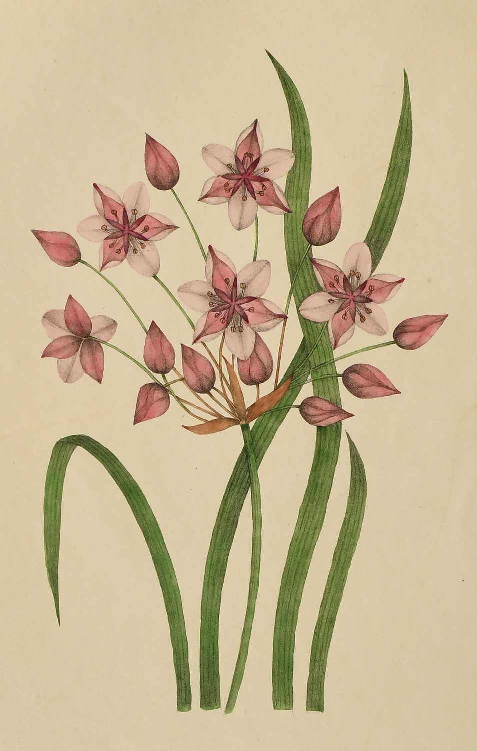 Lot 29 - Botany. Botanical Specimens. Copies from