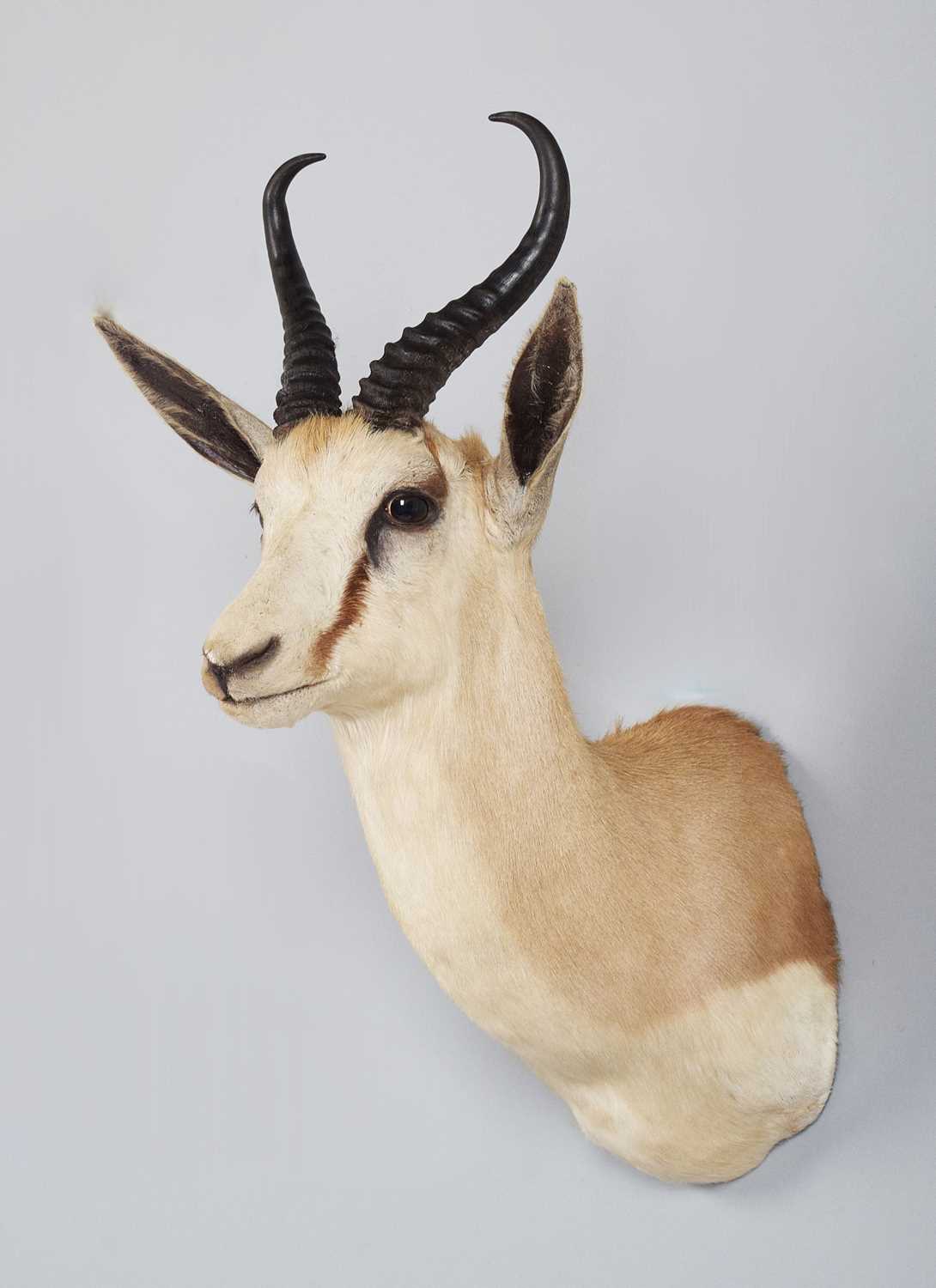 Lot 165 - Taxidermy: South African Springbok