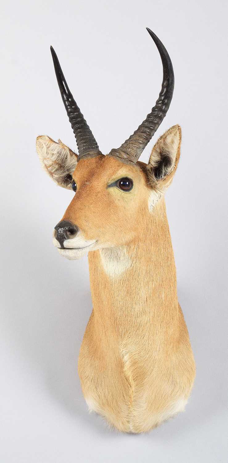 Lot 169 - Taxidermy: Southern Common Reedbuck (Redunca