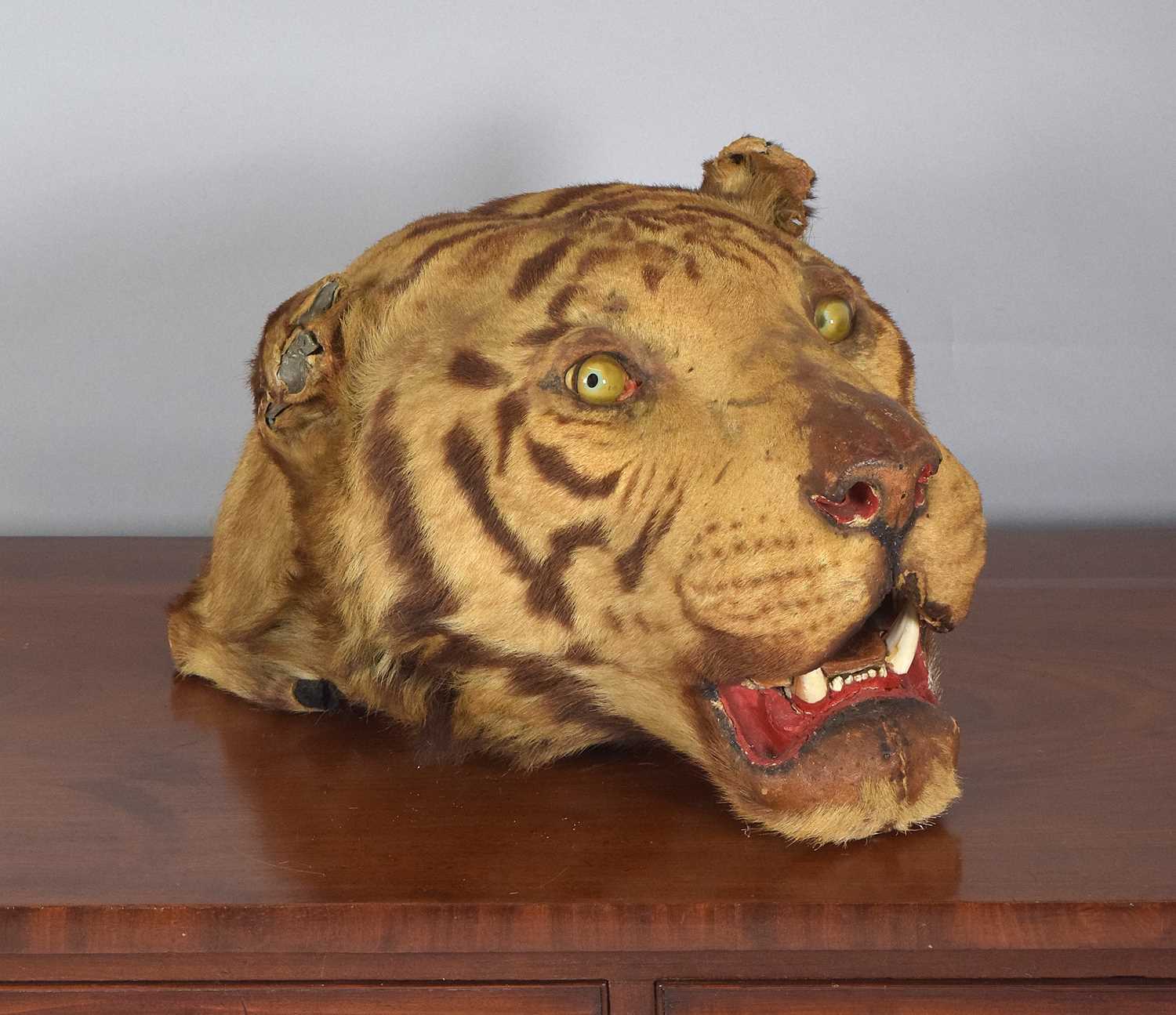 Taxidermy: Bengal Tiger Head Mount (Panthera tigris