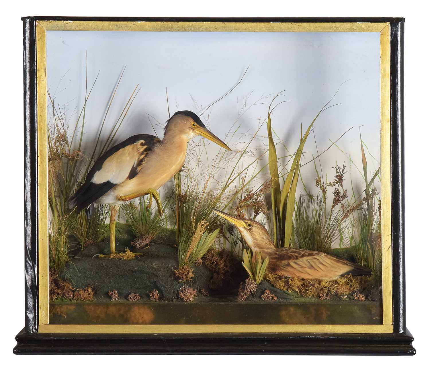 Lot 13 - Taxidermy: A Late Victorian Cased Pair of