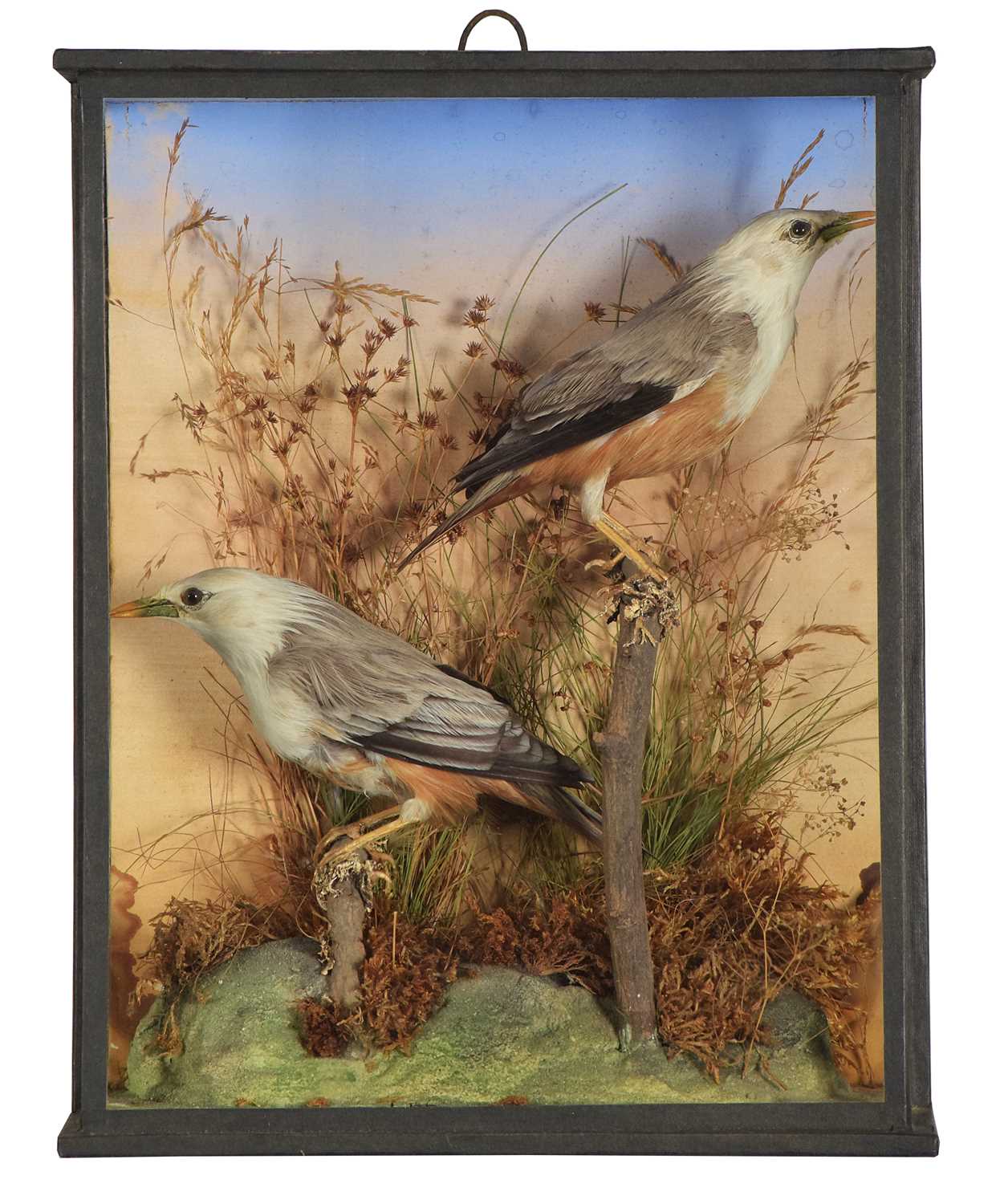 Lot 7 - Taxidermy: A Late Victorian Cased Pair of