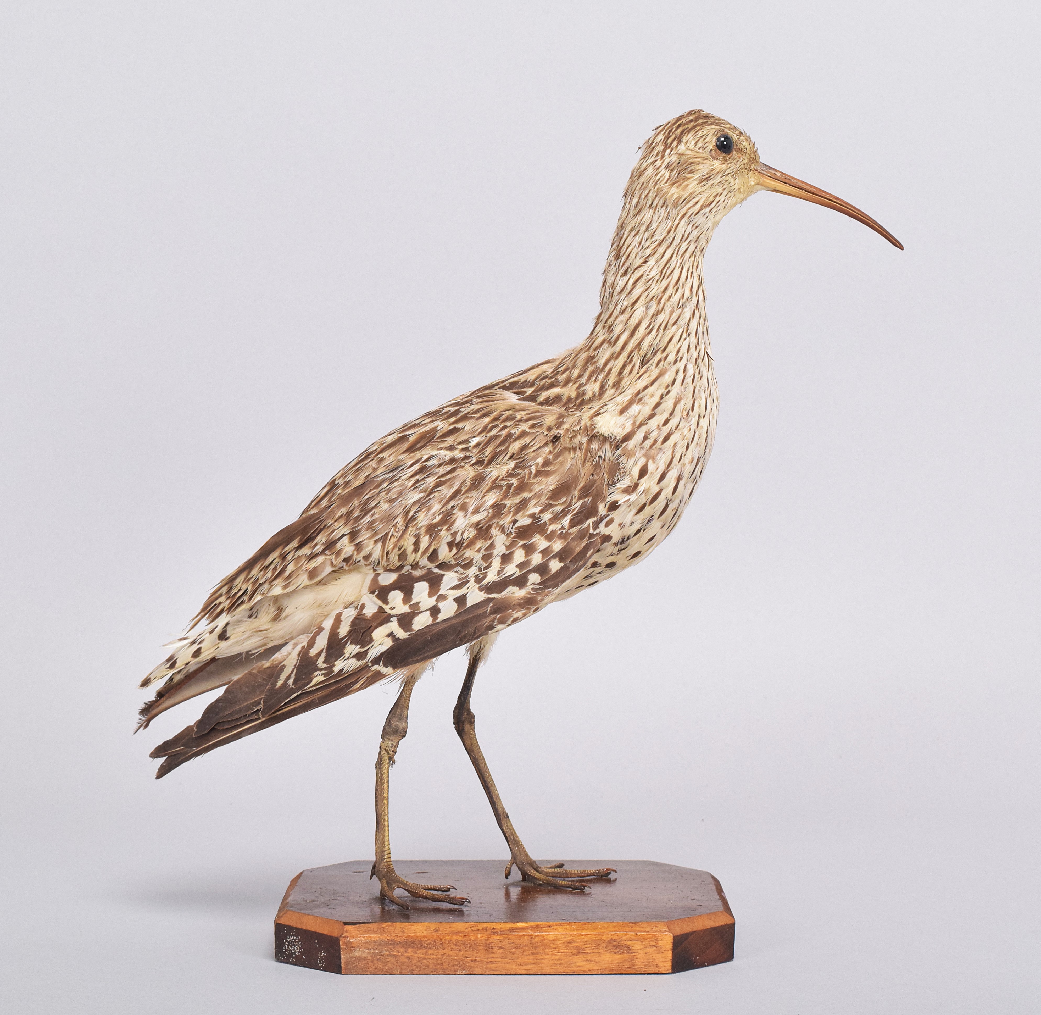Lot 252 - Taxidermy: An Extinct Specimen of the