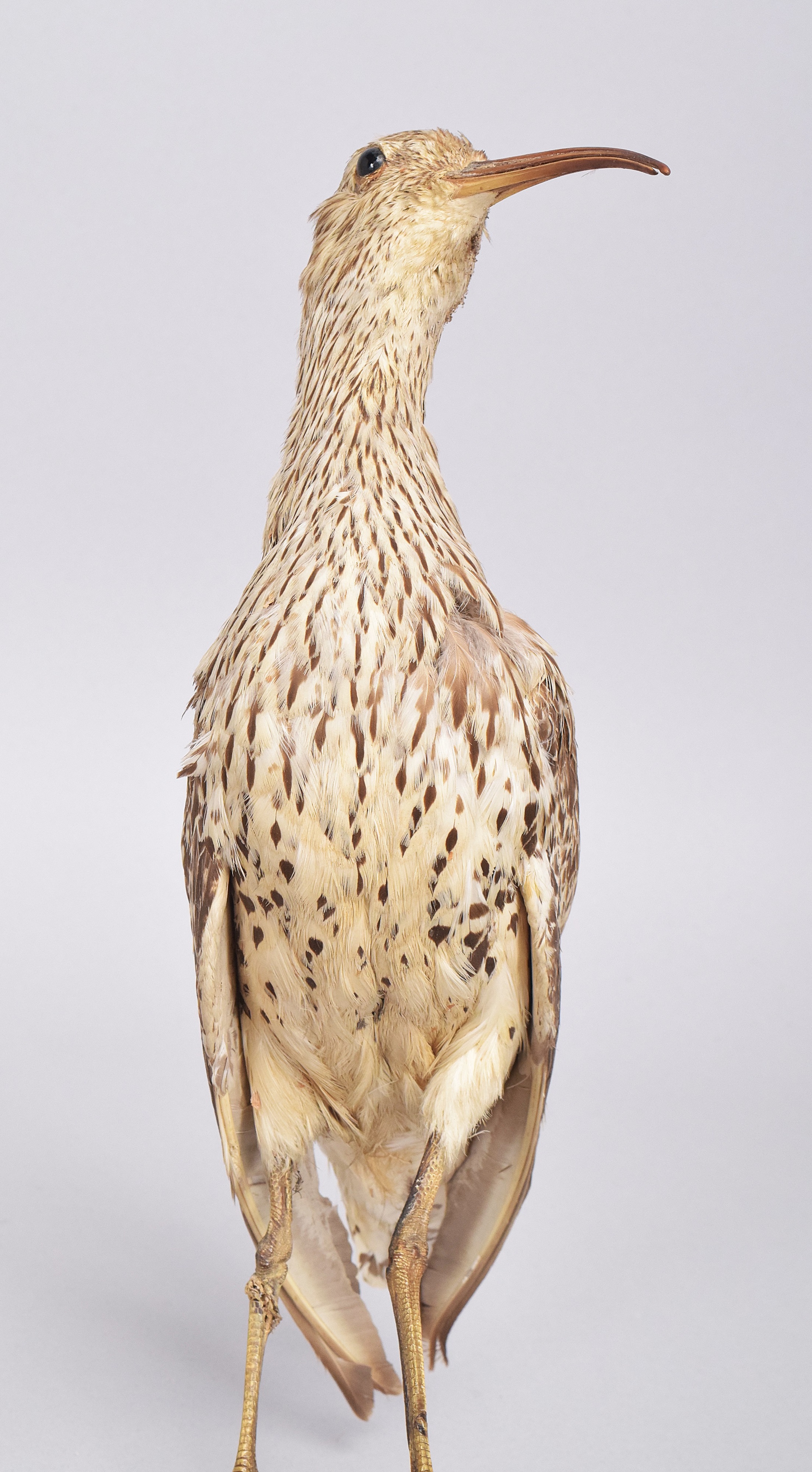 Lot 252 - Taxidermy: An Extinct Specimen of the