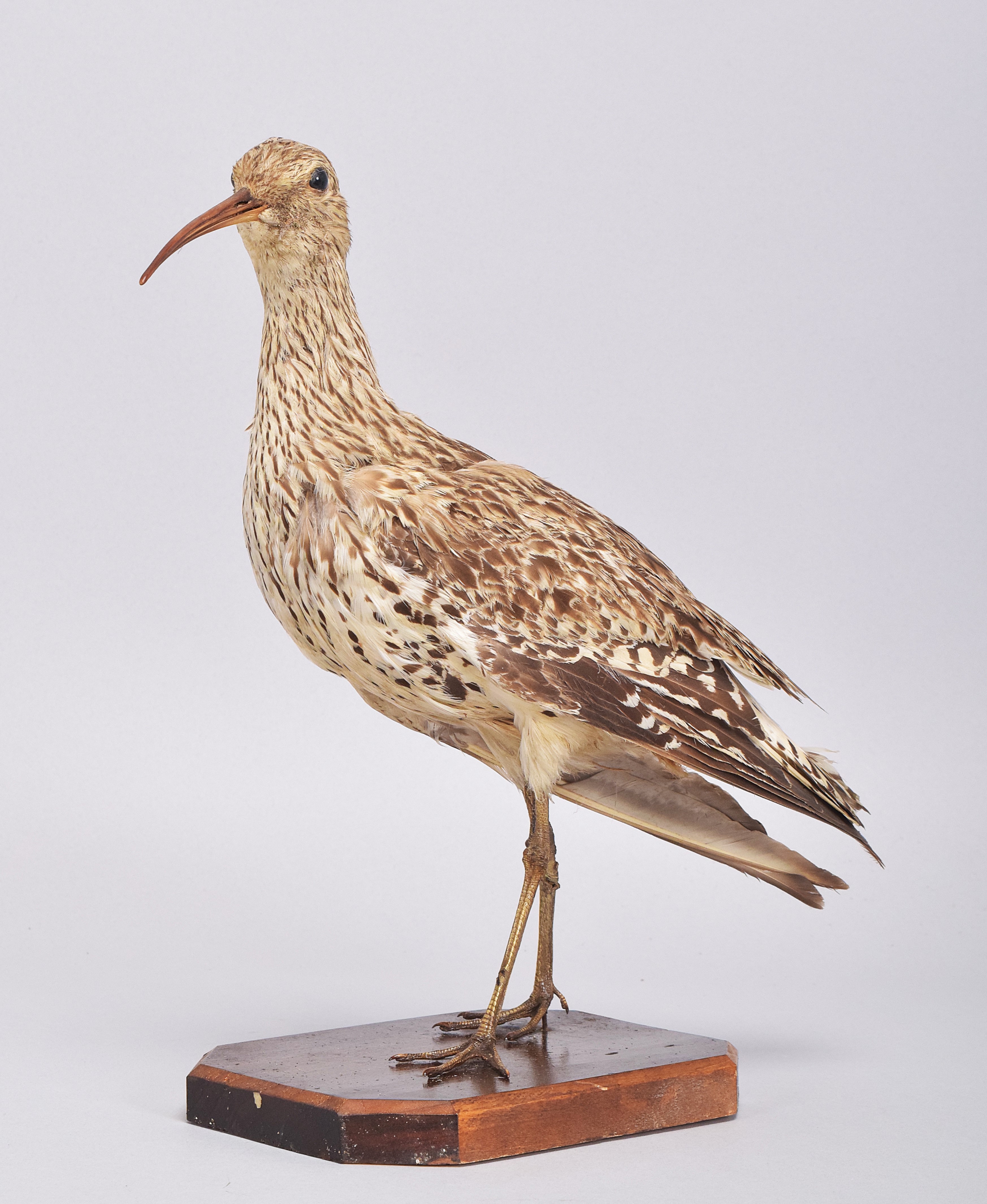 Lot 252 - Taxidermy: An Extinct Specimen of the
