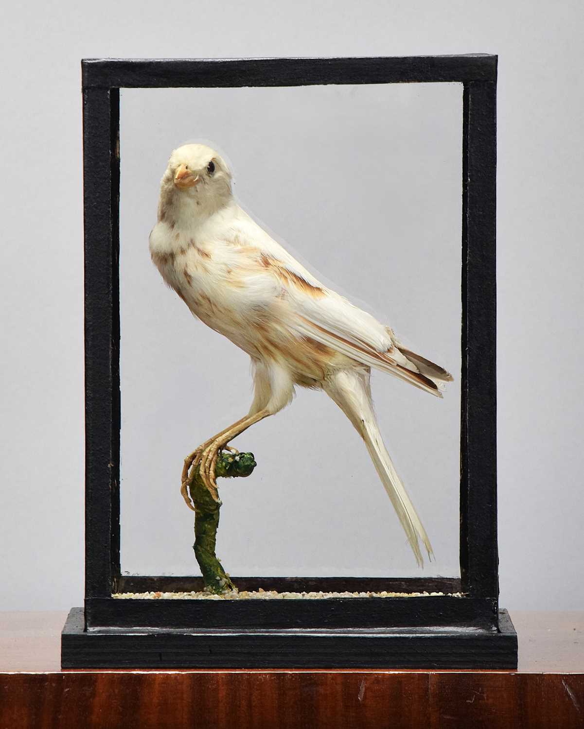 Lot 168 - Taxidermy: A Leucistic Bunting, early 20th