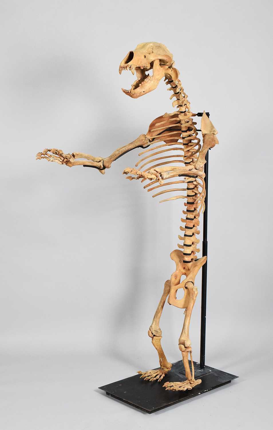 Skeletons/Anatomy: Extinct Cave Bear Skeleton (†Ursus