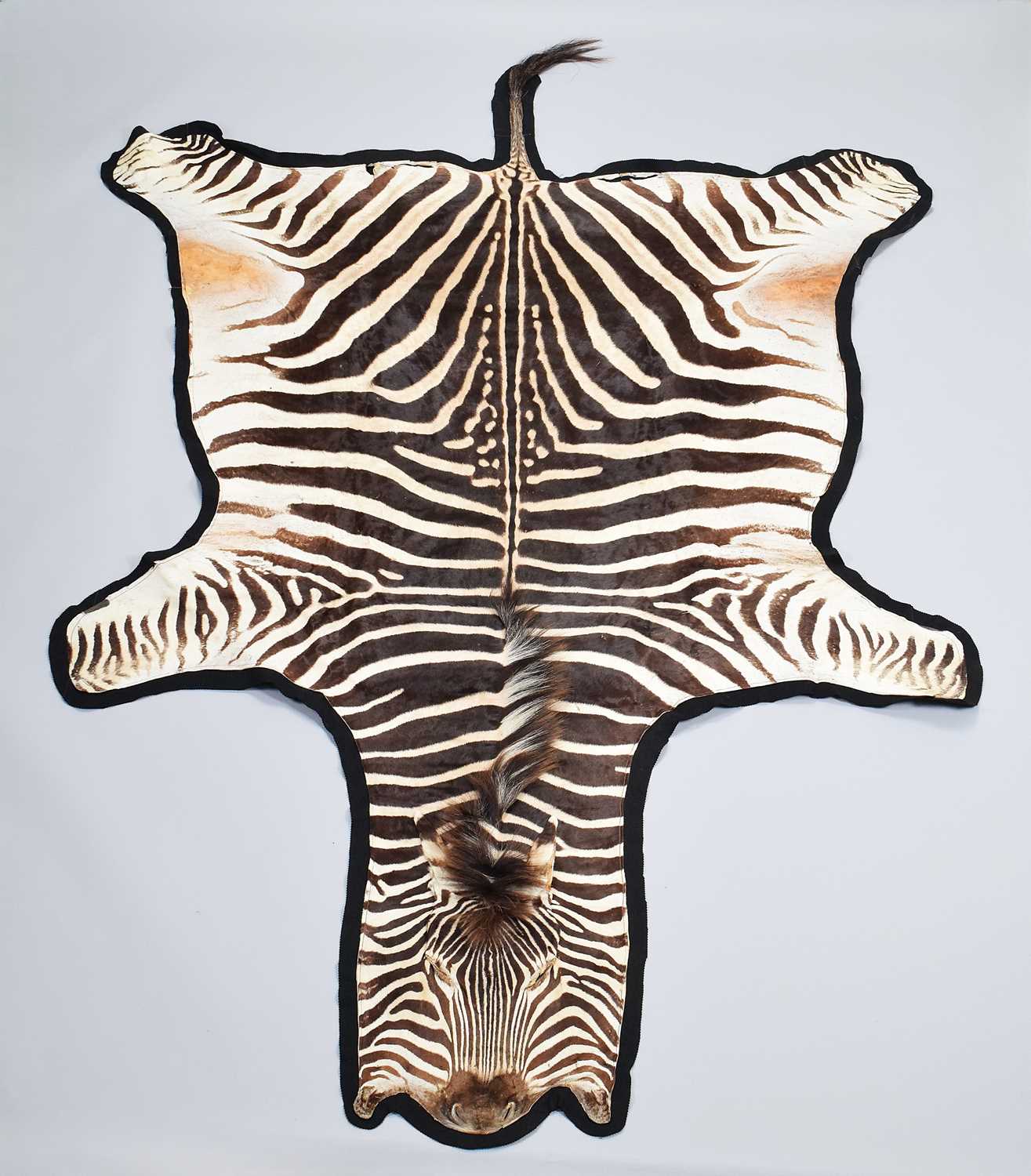 Lot 278 - Skins/Hides: Burchells Zebra Flat Skin