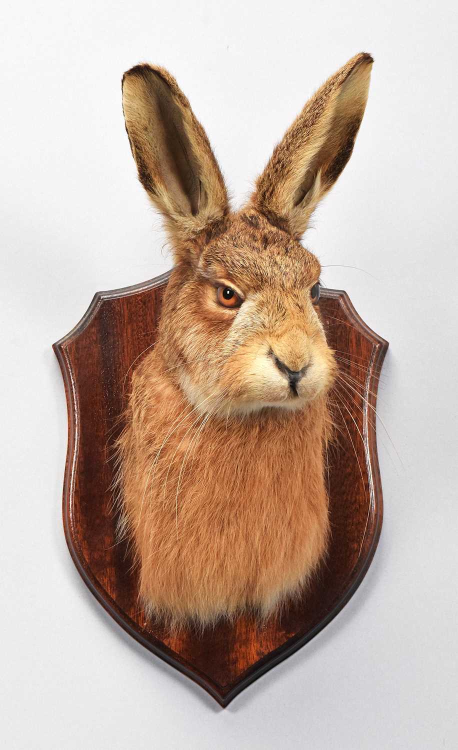 Lot 291 - Taxidermy: A European Brown Hare Head Mount