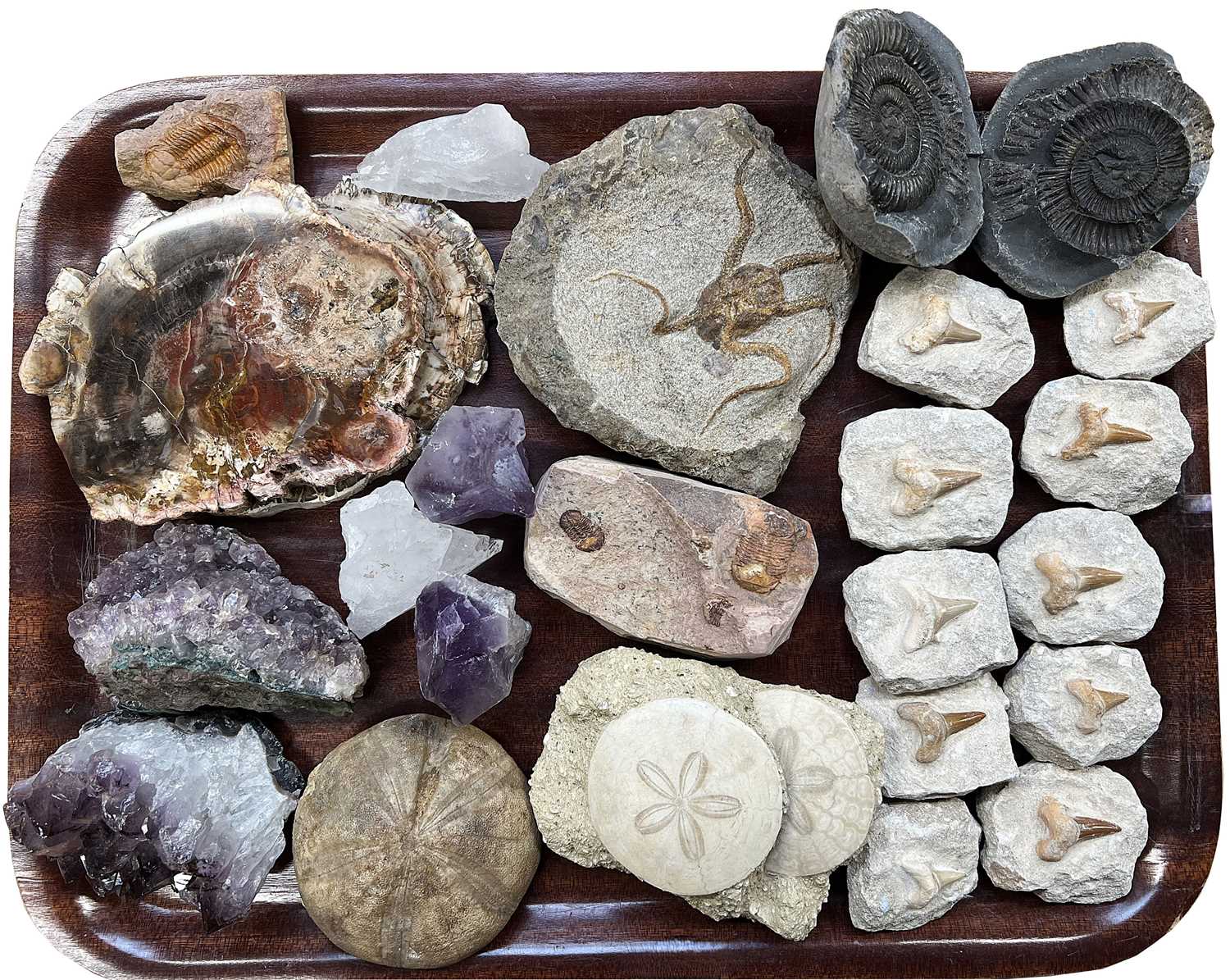Lot 158 - Fossils/Minerals: A Collection of Various