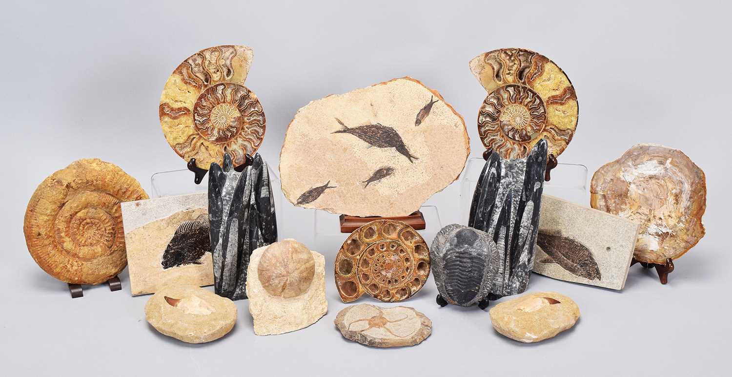 Lot 240 - Natural History Fossils: A Collection of