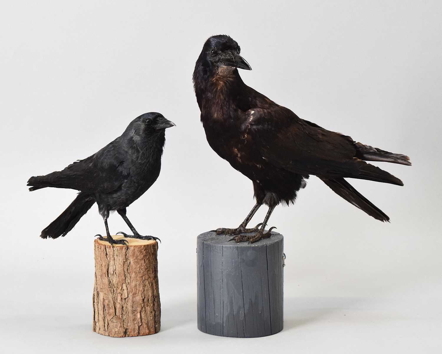 Lot 1182 - Taxidermy: A Jackdaw and Crow (Coloeus