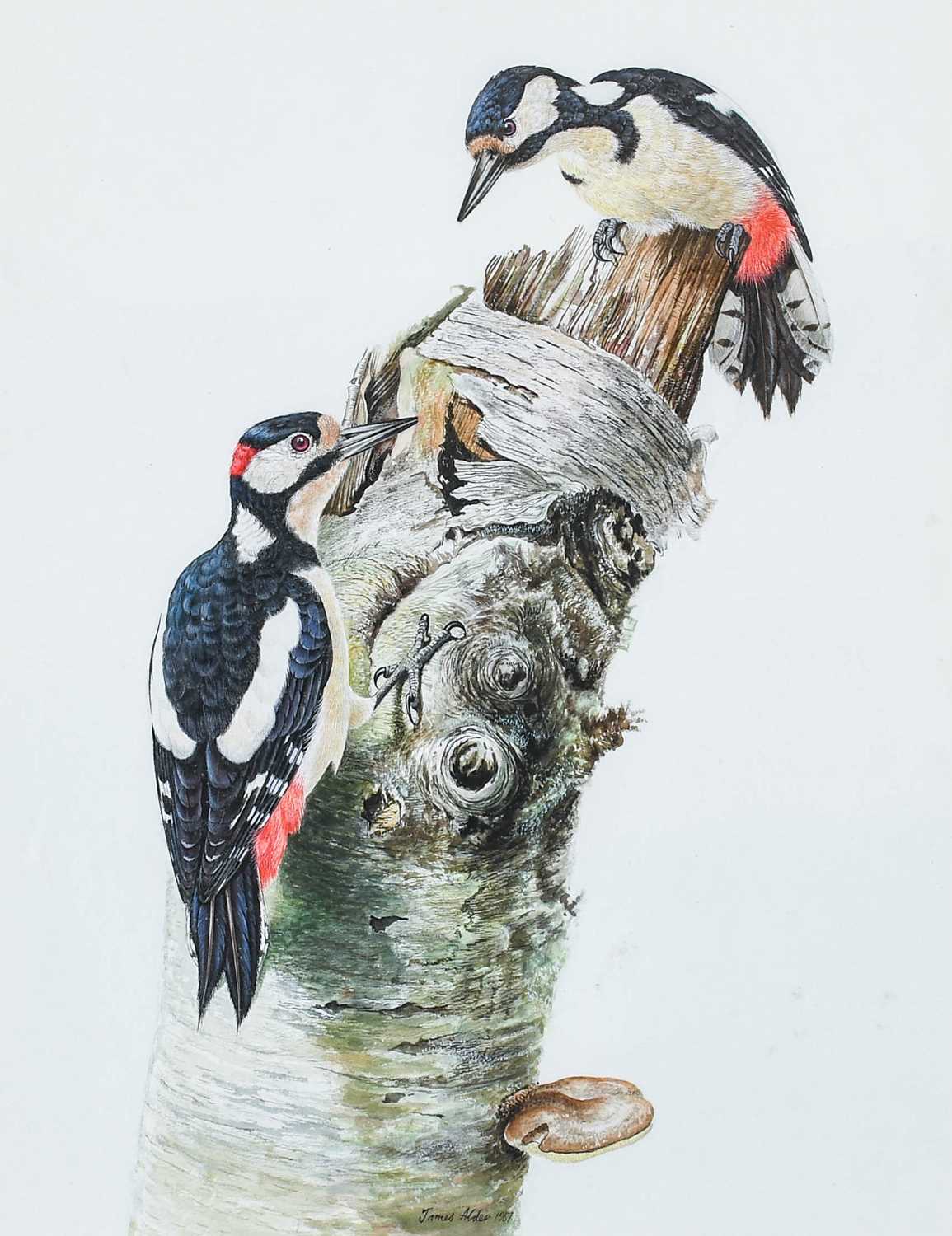 Lot 621 - James Alder (1920-2007) "Great Spotted