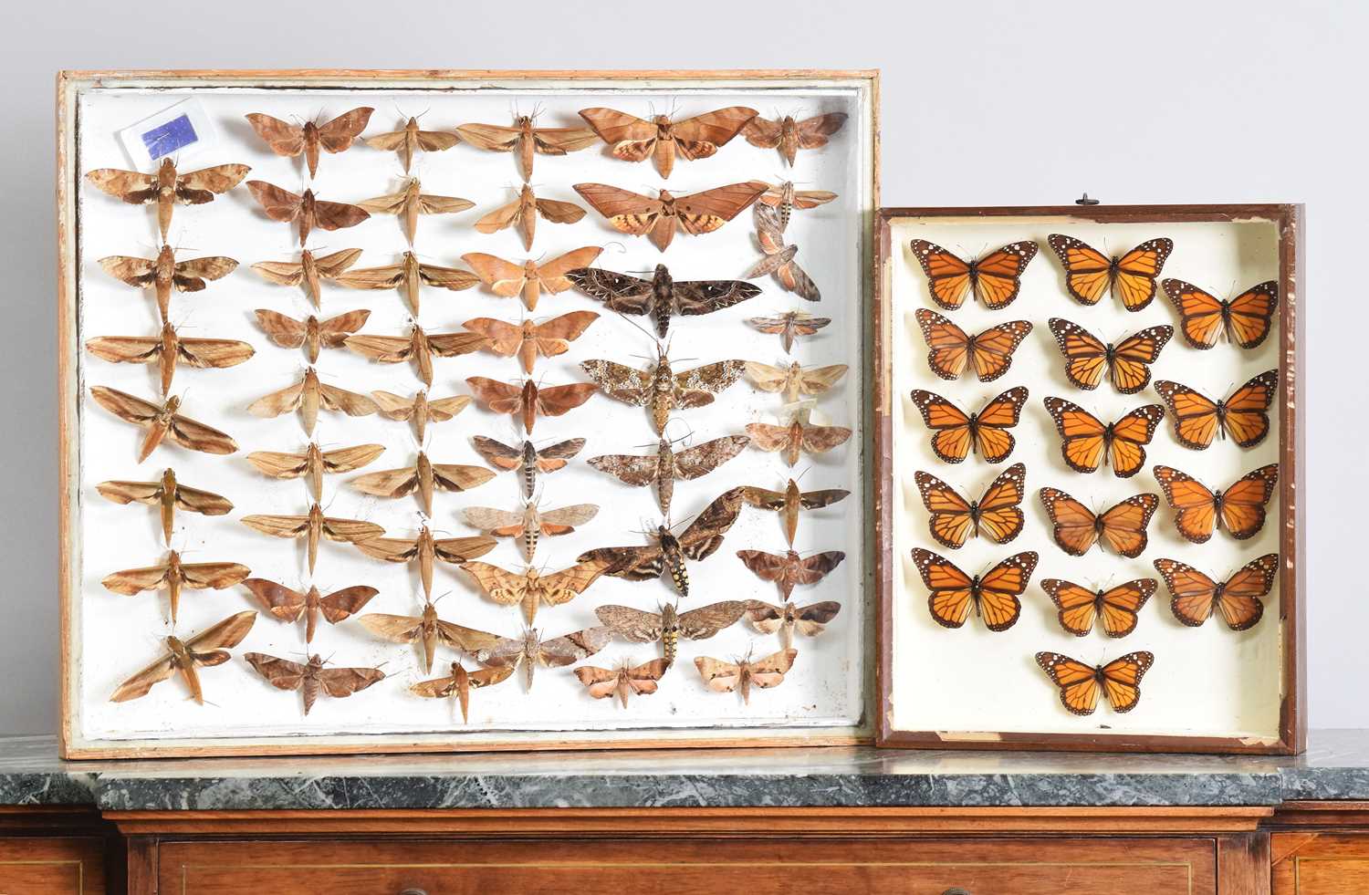Lot 1141 - Entomology/Lepidoptera: A Framed Display of