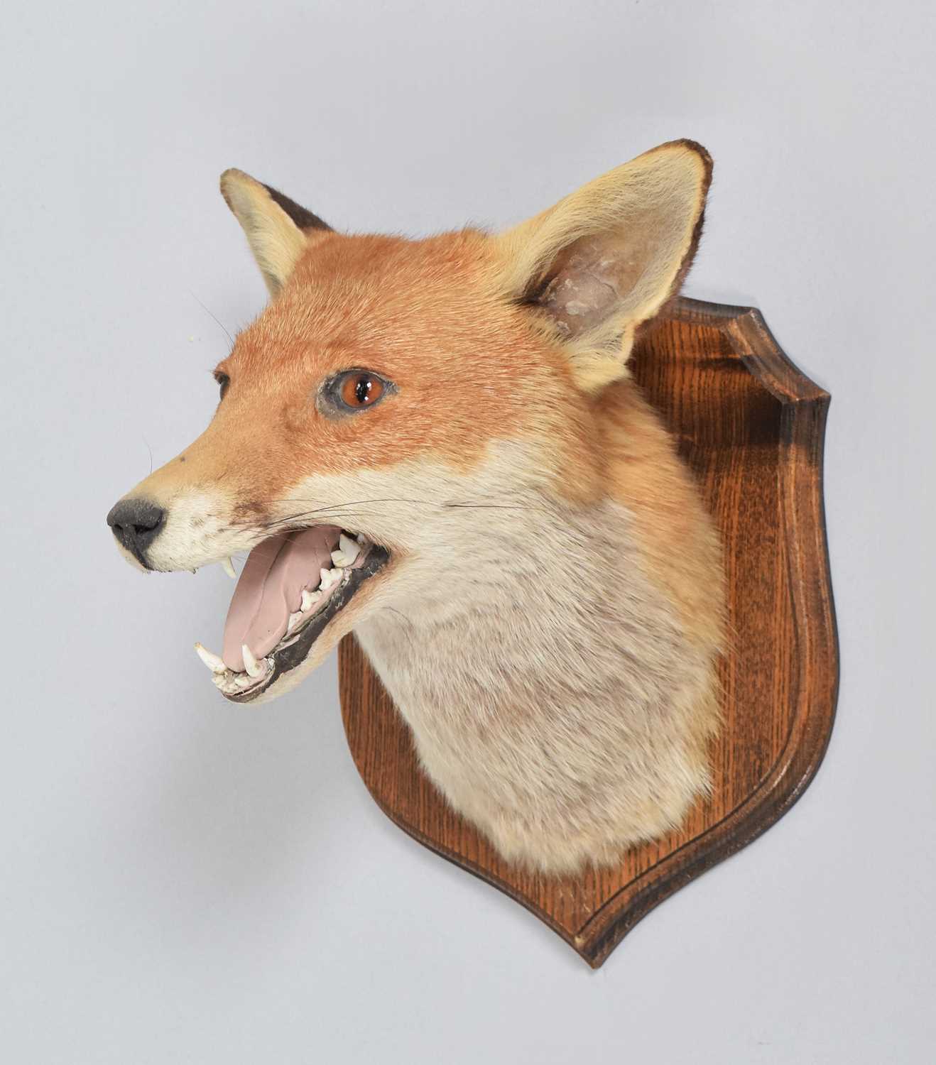 Lot 1142 - Taxidermy: Red Fox Mask (Vulpes vulpes),