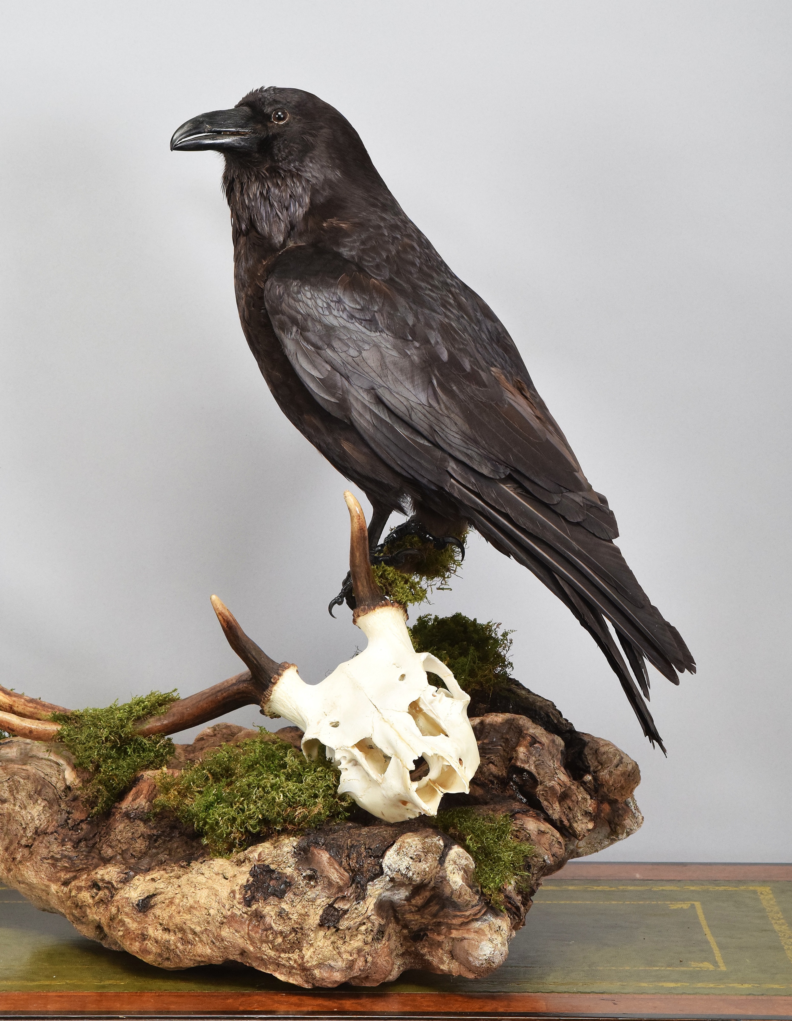 Lot 79 - Taxidermy: A Common Raven on a Deer Skull