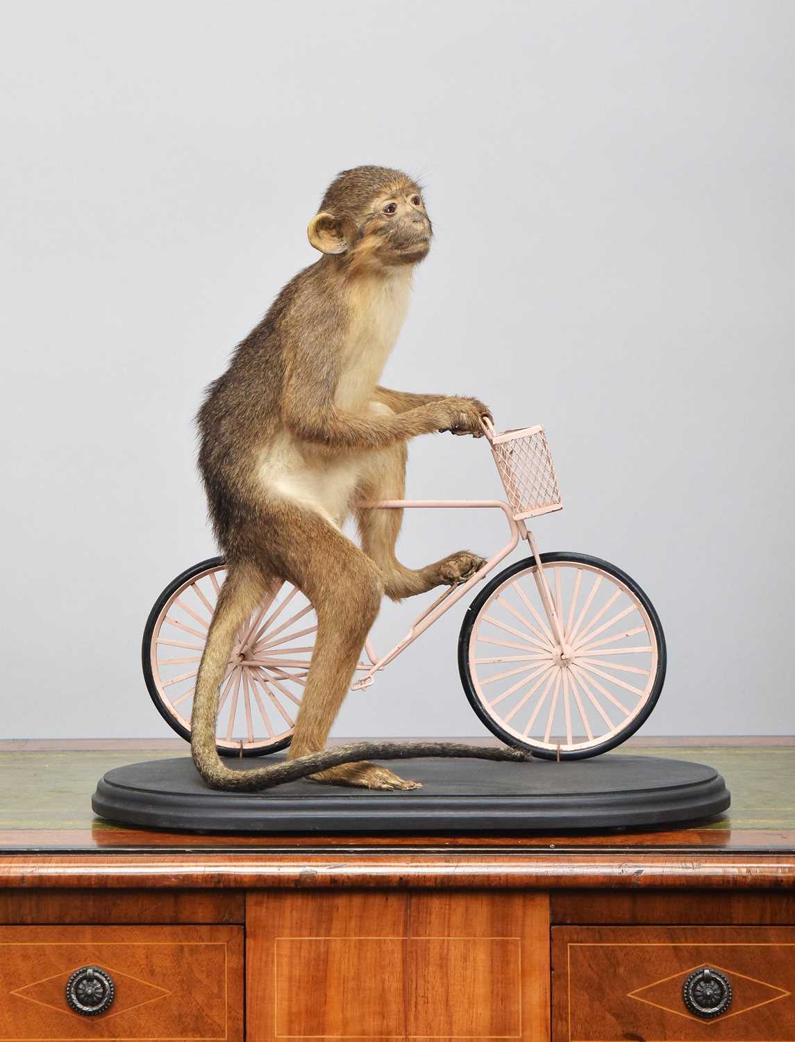 Anthropomorphic Taxidermy: A Bike Riding Talapoin
