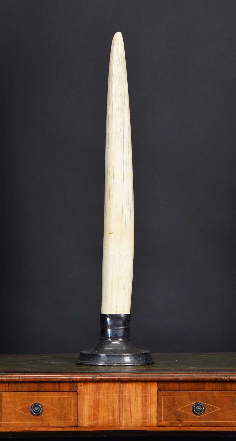 Lot 139 - Natural History: Walrus Tusk (Odobenus