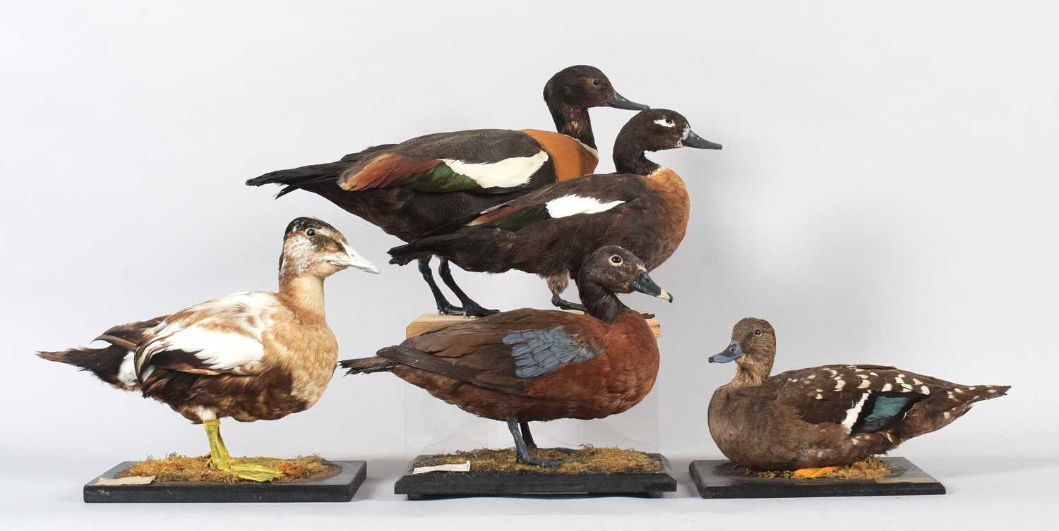 Lot 99 - Taxidermy: A Pair of Australian Shelducks,