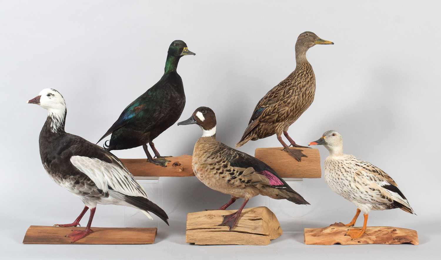 Lot 26 - Taxidermy: A Blue Ross's Snow Goose, Bronze