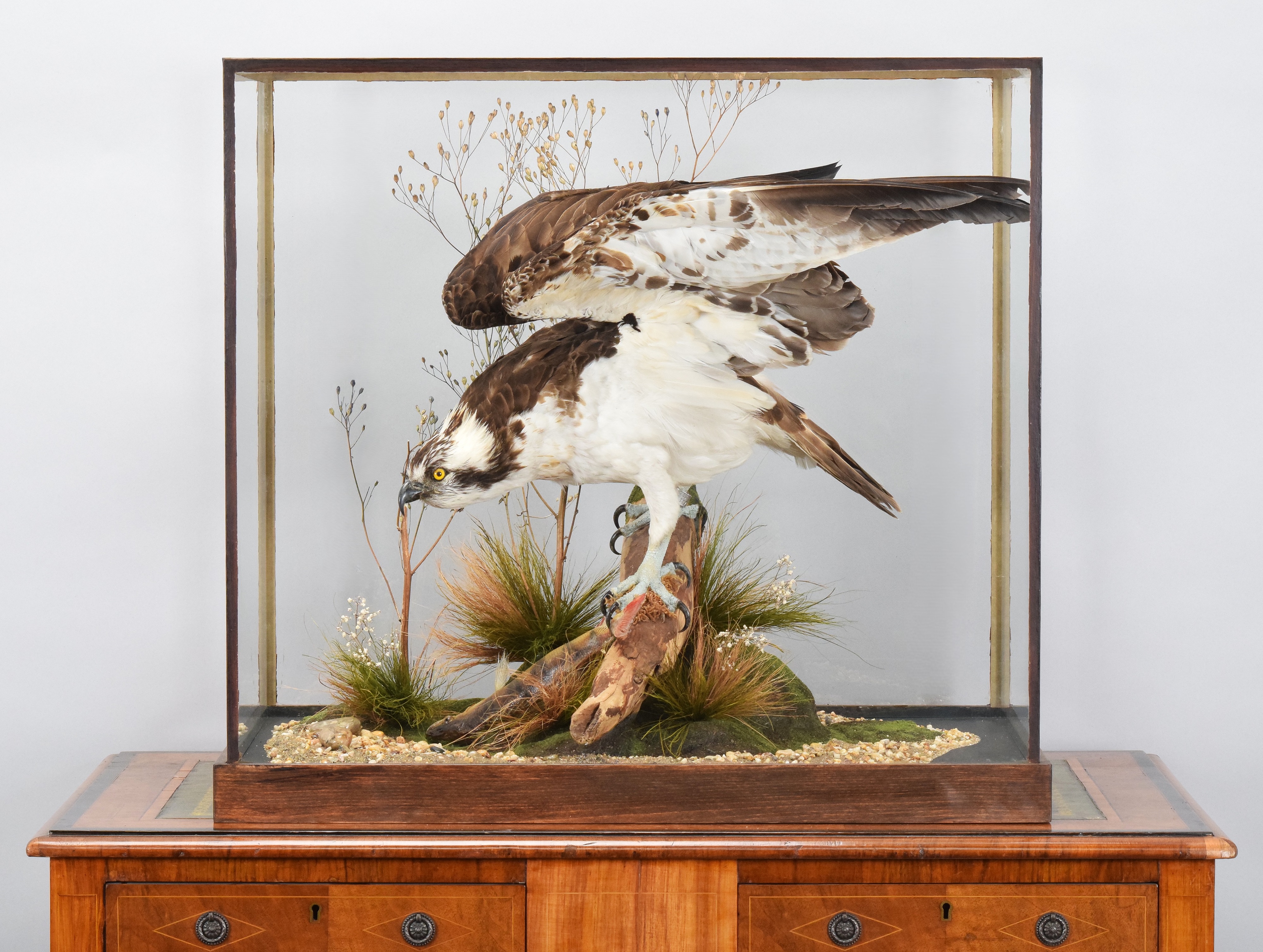 Lot 149 - Taxidermy: A Cased European Osprey (Pandion