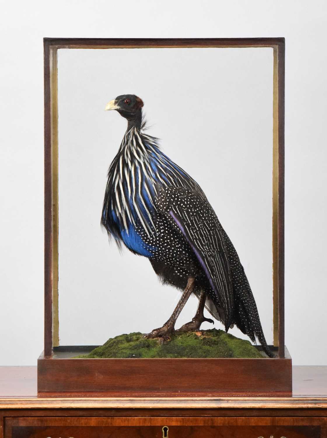 Lot 181 - Taxidermy: A Cased Vulterine Guinea Fowl