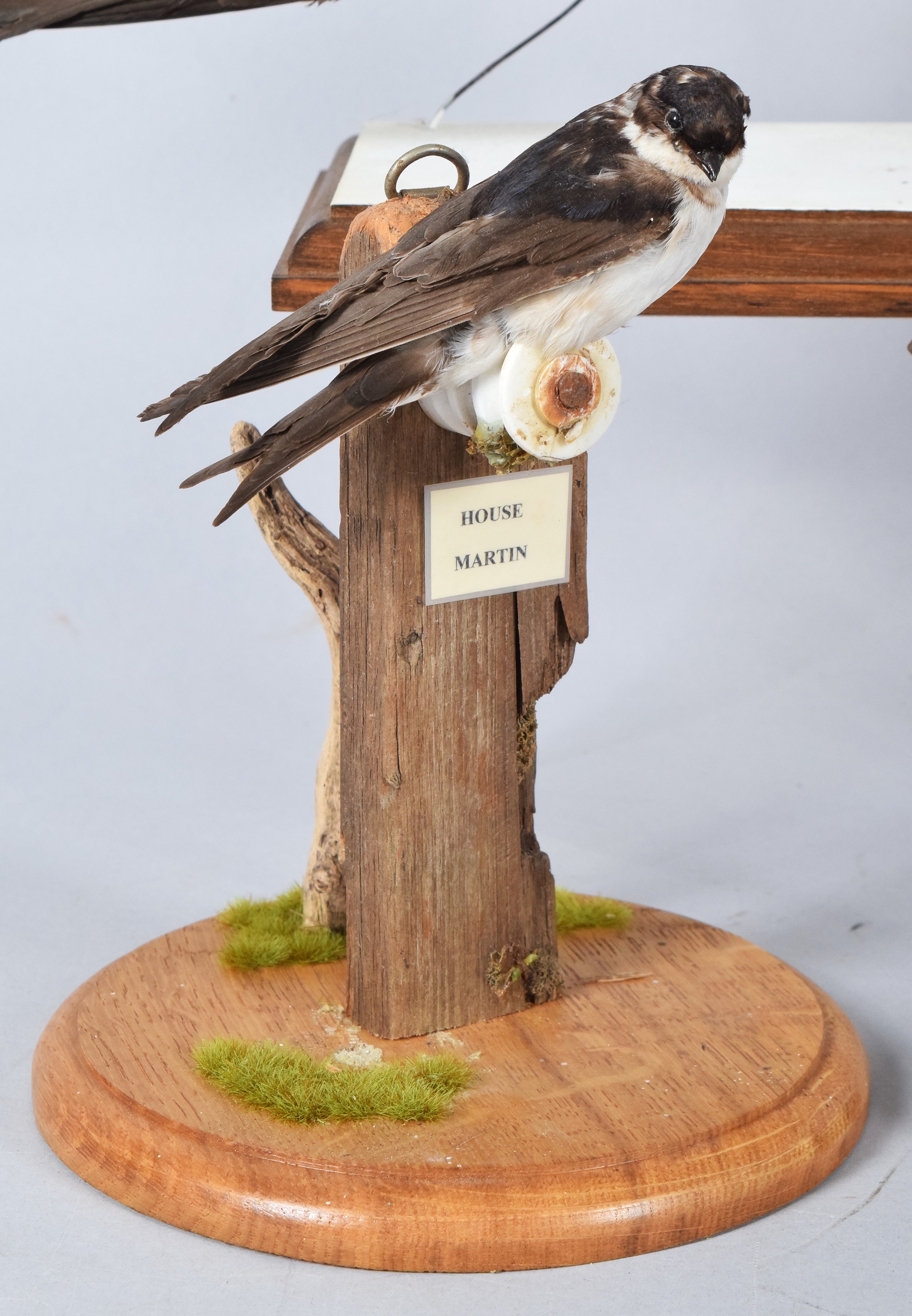 Lot 64 - Taxidermy: A Pair of Common Swifts, House