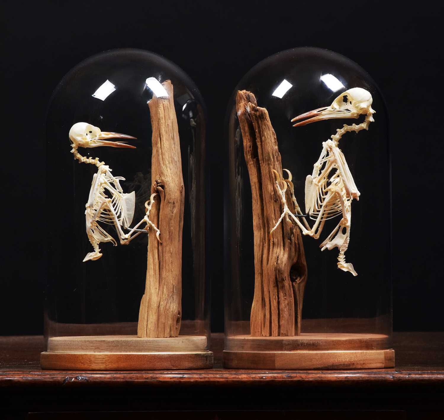 Lot 106 - Skeletons/Anatomy: A Great and Lesser