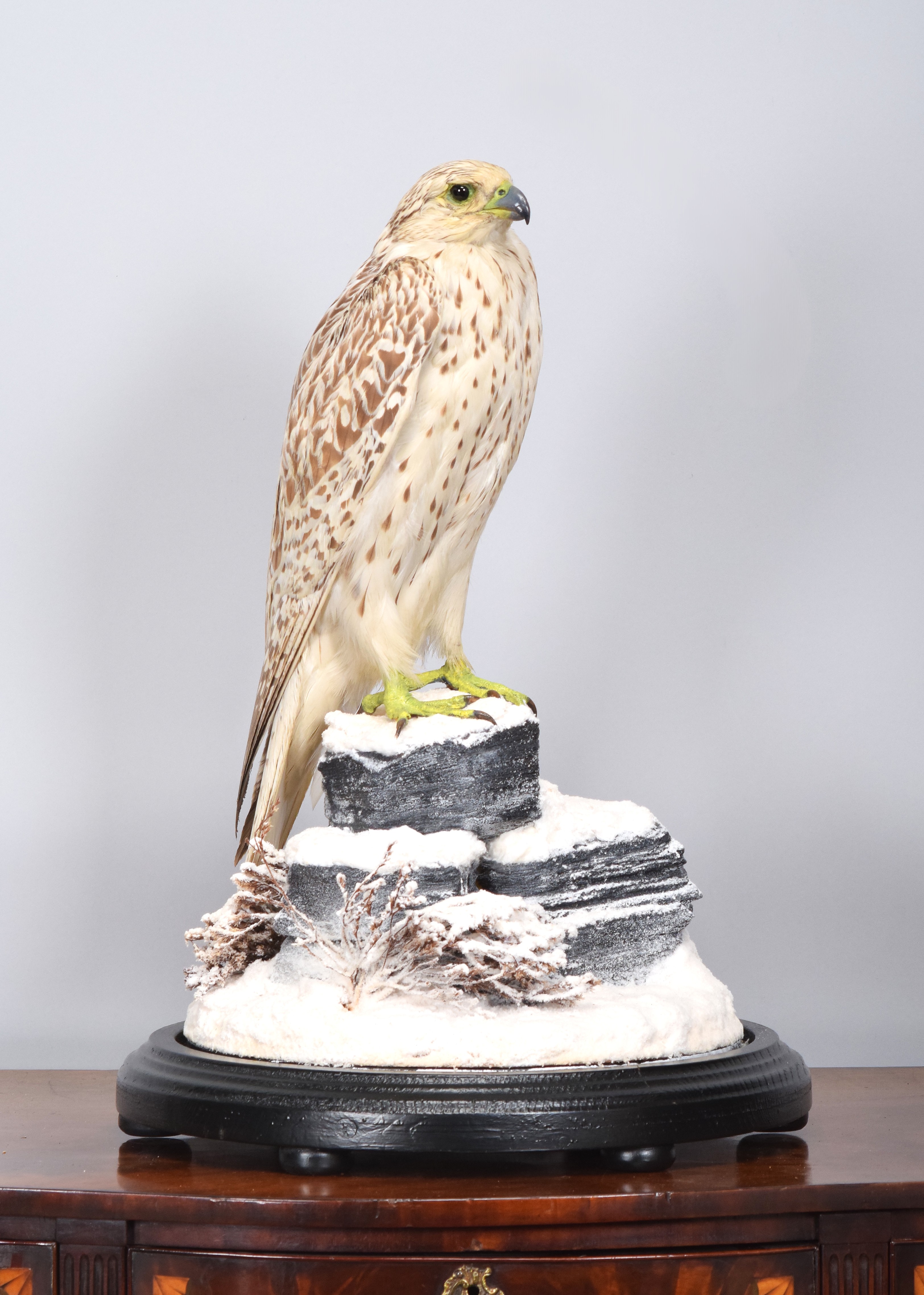 Taxidermy: A Late Victorian Gyrfalcon (Falco