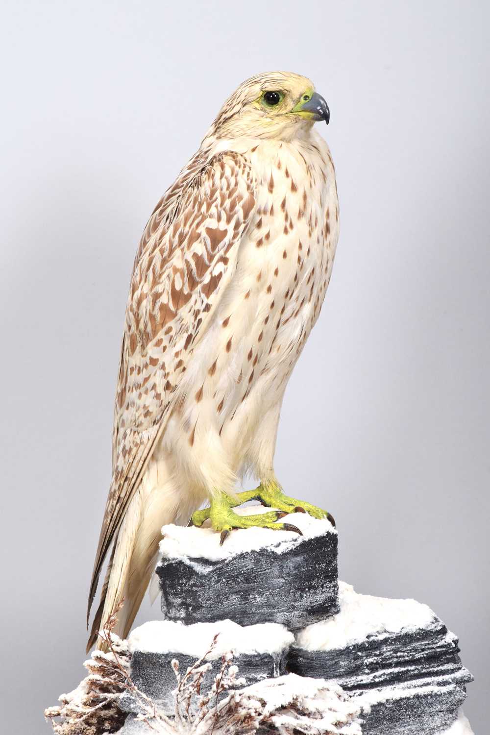 Taxidermy: A Late Victorian Gyrfalcon (Falco