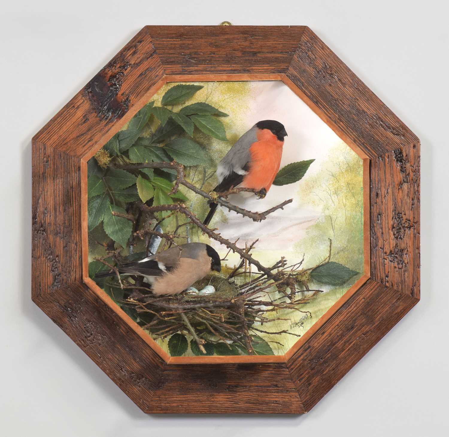 Taxidermy: A Wall Cased Pair of Eurasian Bullfinches