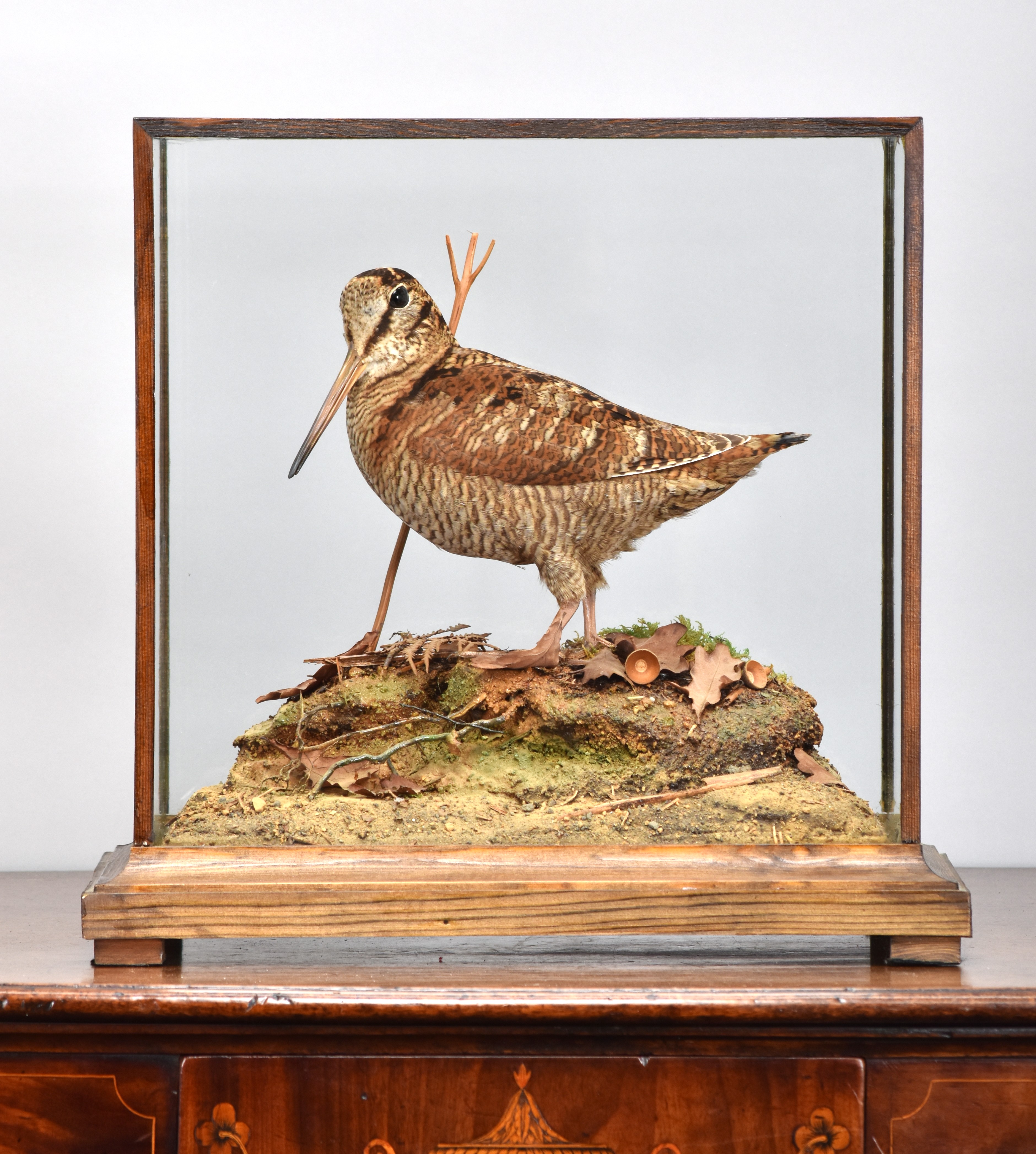 Taxidermy: A Cased Common Woodcock (Scolopax