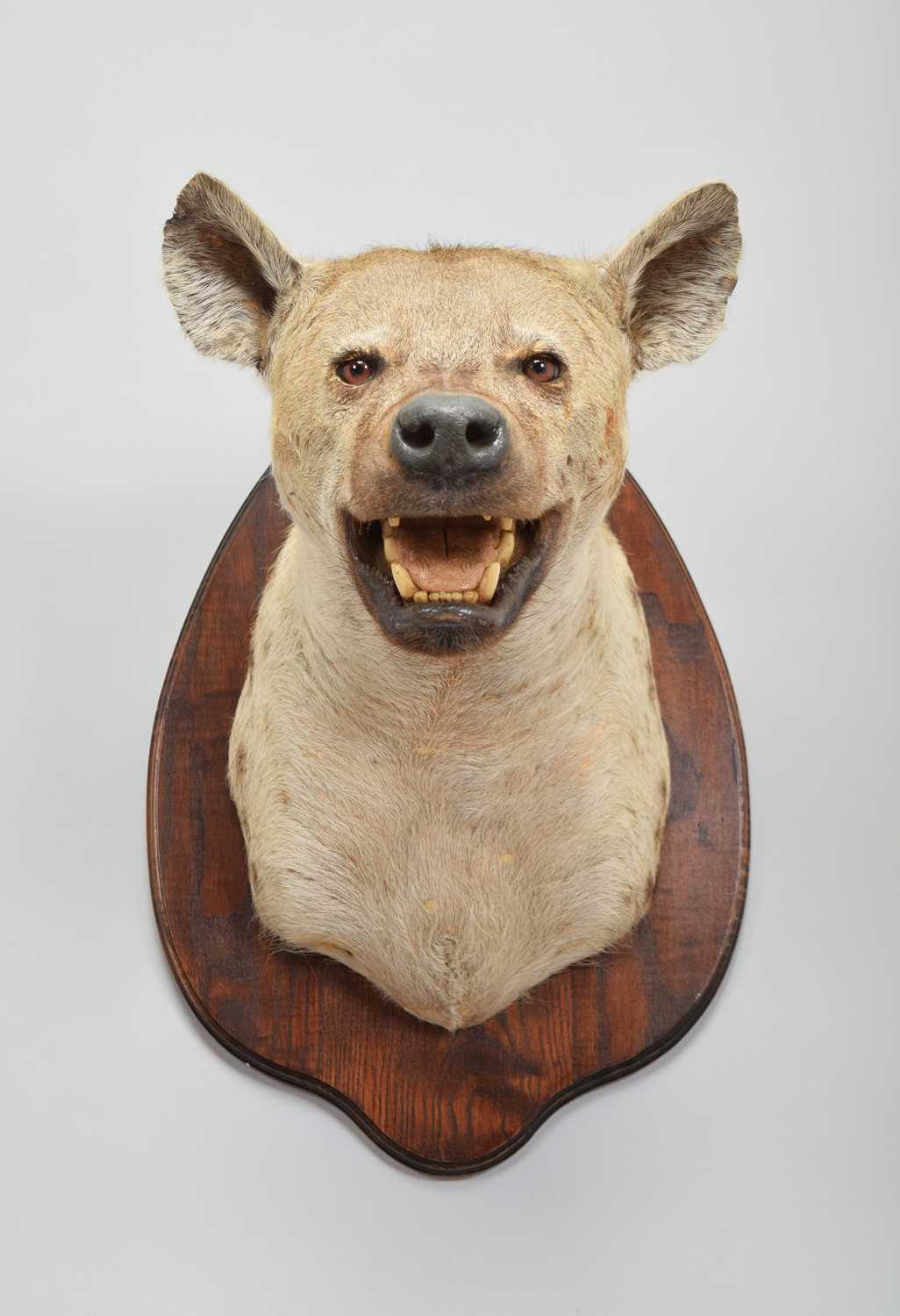 Taxidermy: Spotted Hyena (Crocuta Crocuta), modern, by