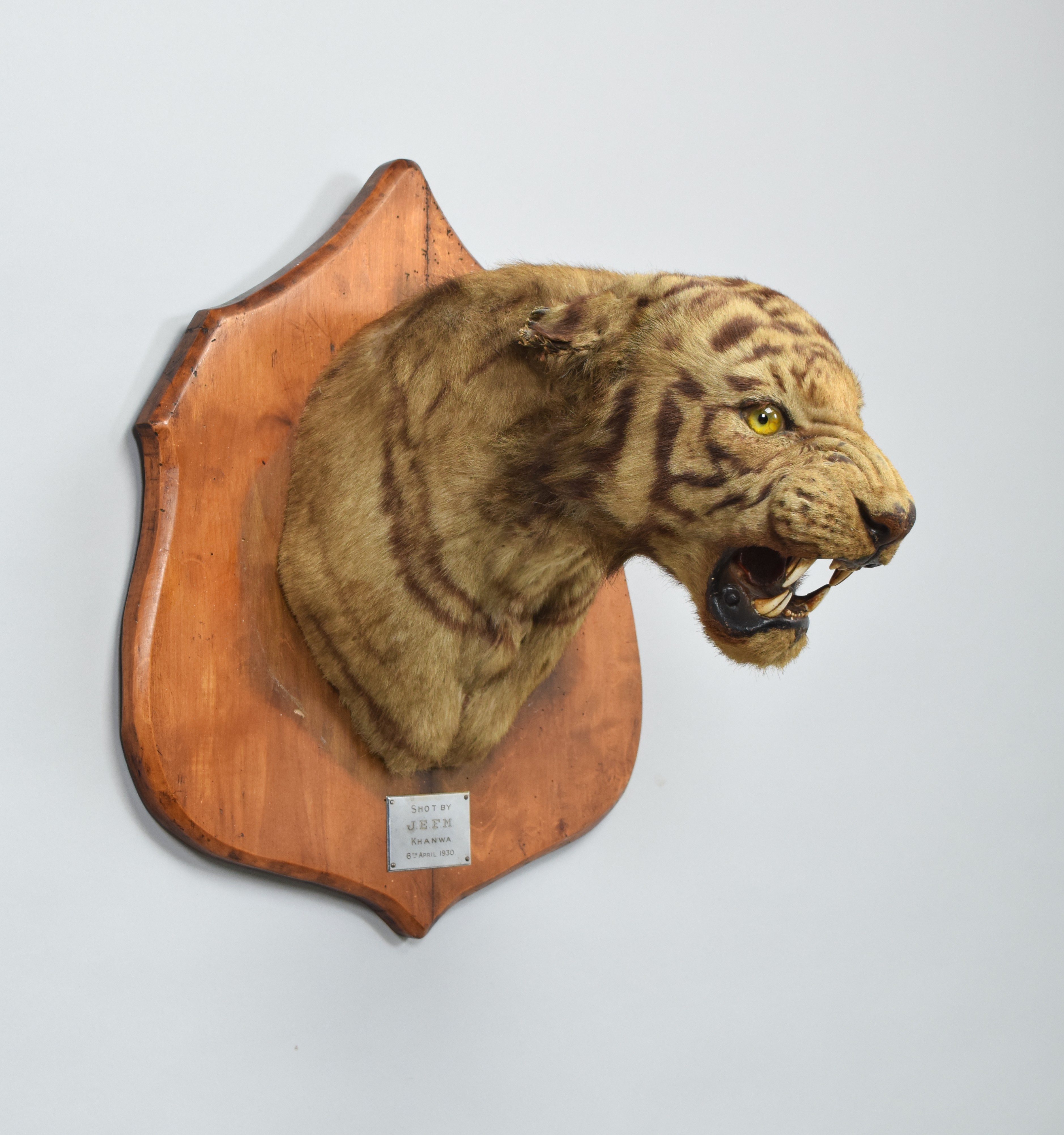 Taxidermy: Bengal Tiger (Panthera tigris tigris),