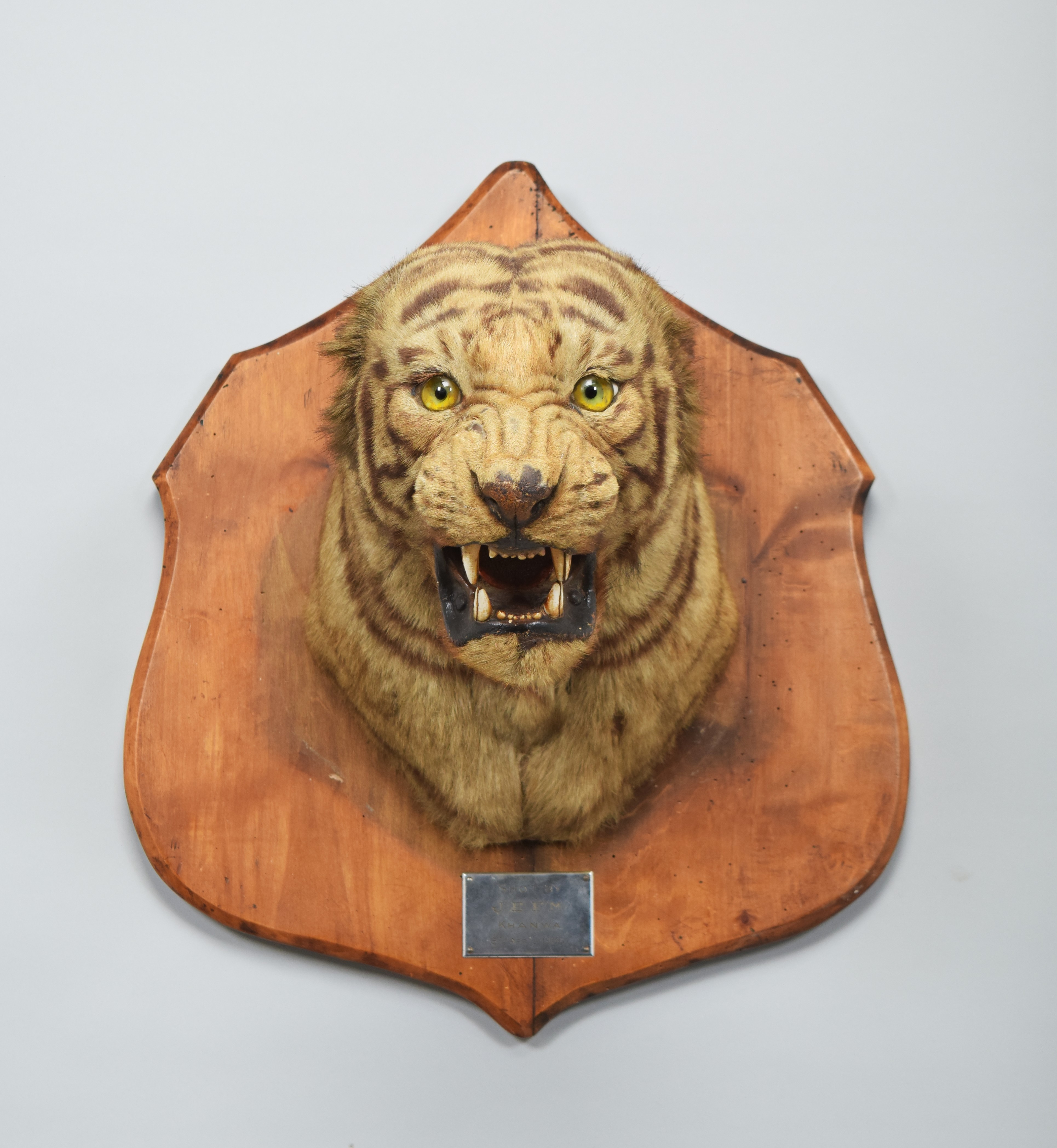 Taxidermy: Bengal Tiger (Panthera tigris tigris),