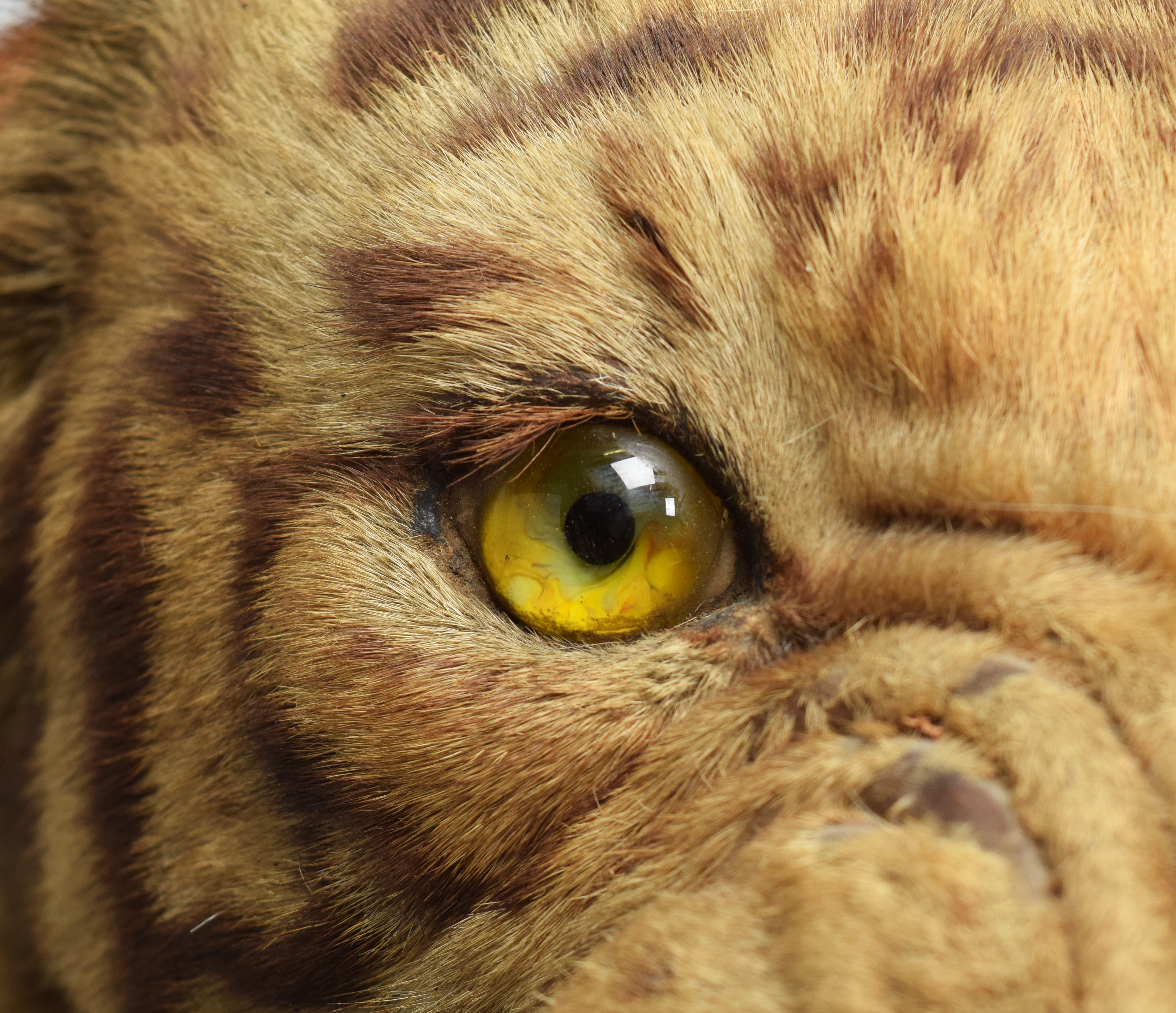 Taxidermy: Bengal Tiger (Panthera tigris tigris),
