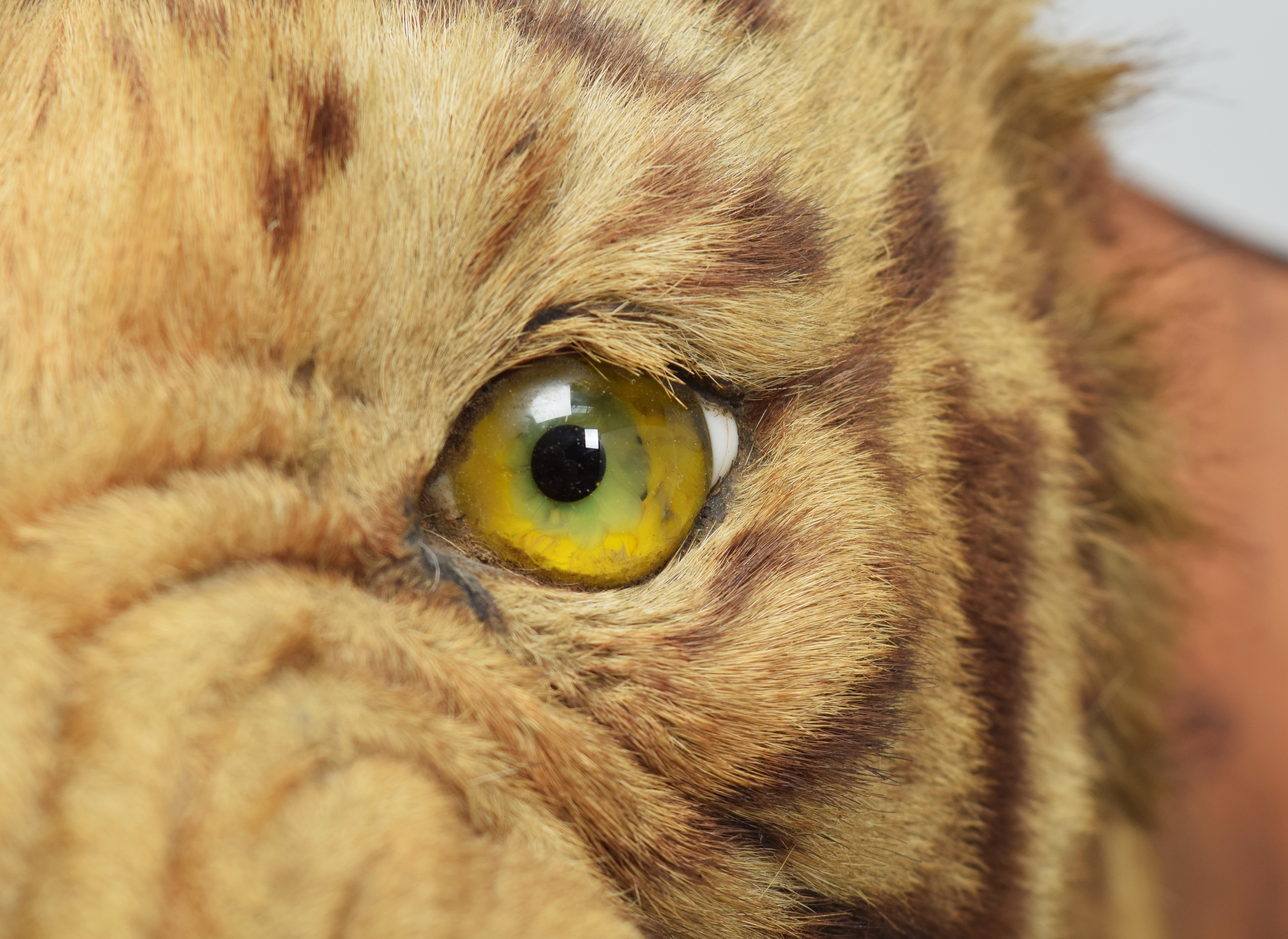Taxidermy: Bengal Tiger (Panthera tigris tigris),