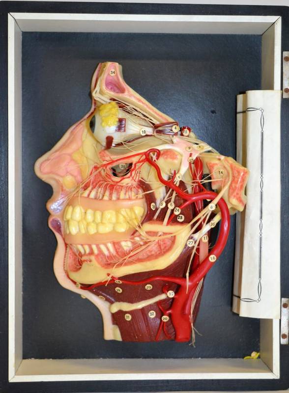 Lot 2106 - Wax Dissection Model Of A Human Head