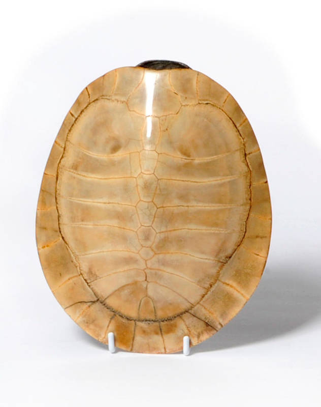 Lot 1147 - Loggerhead Sea Turtle (Caretta caretta),