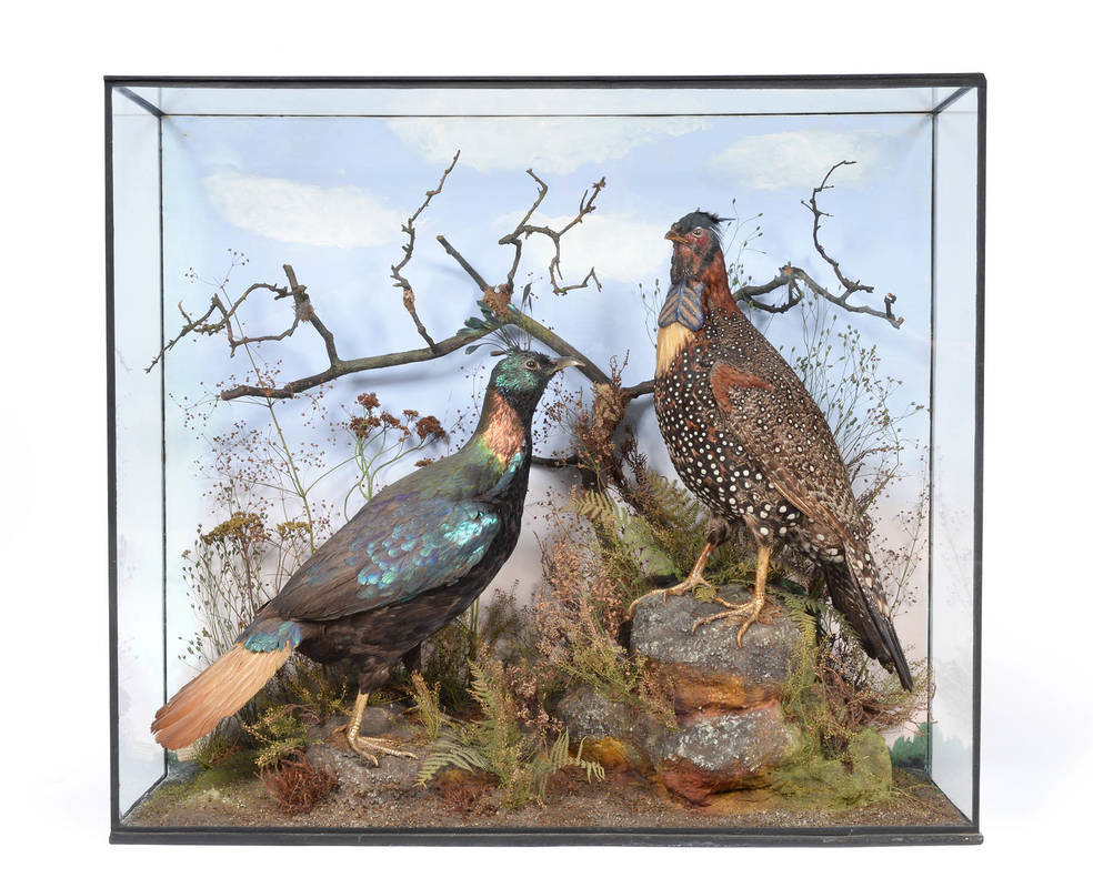 Lot 2158 - Taxidermy: A Superb Victorian Cased Western-